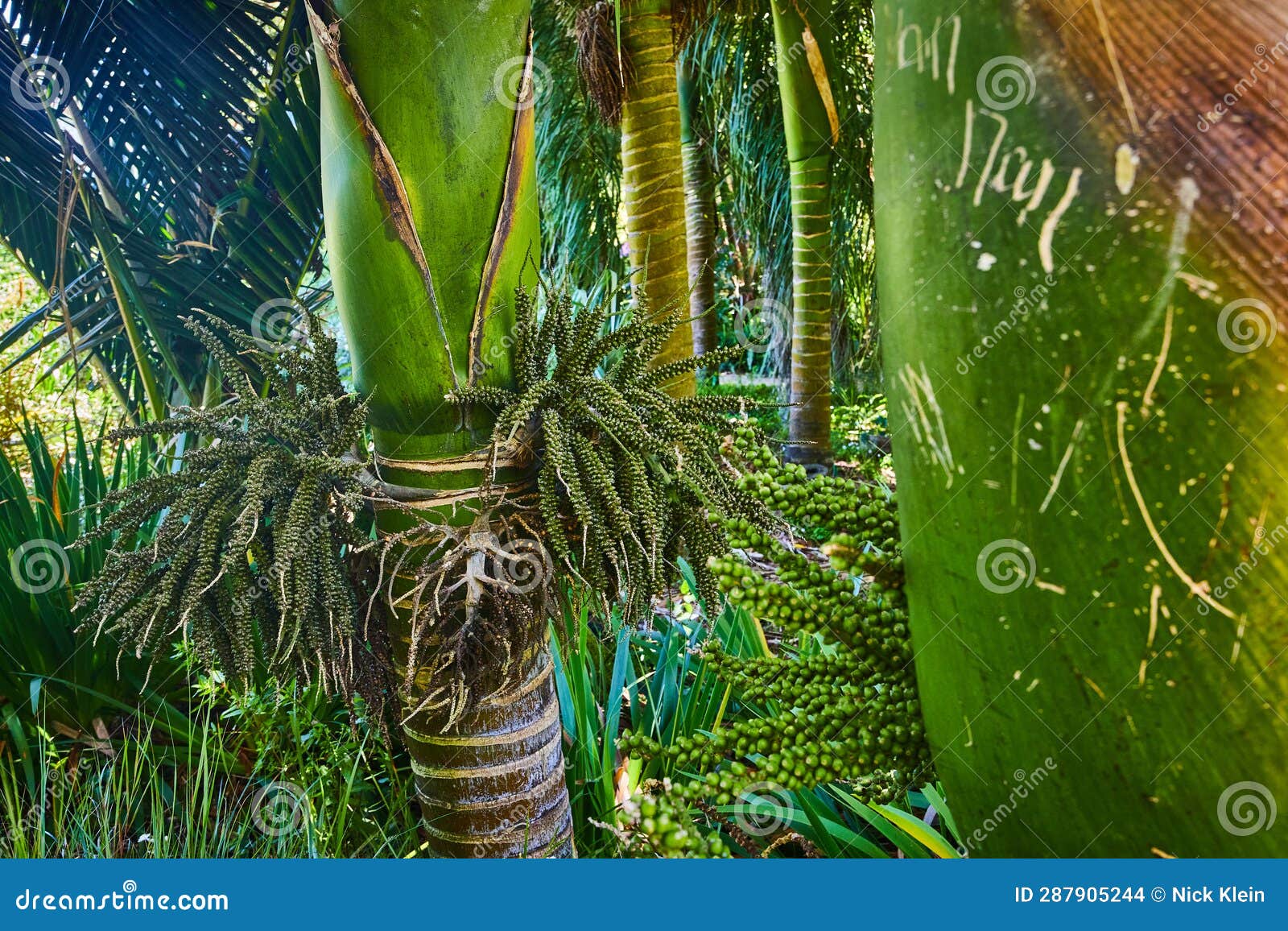 Nikau Tree View of Multiple New Zealand Trees Stock Photo - Image of ...