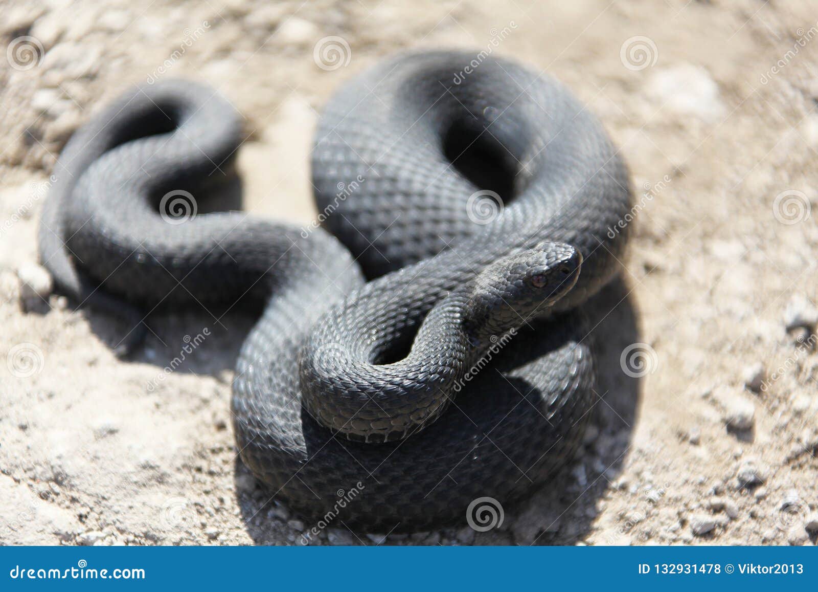Nikolsky`s adder stock photo. Image of aggressive, adder - 132931478