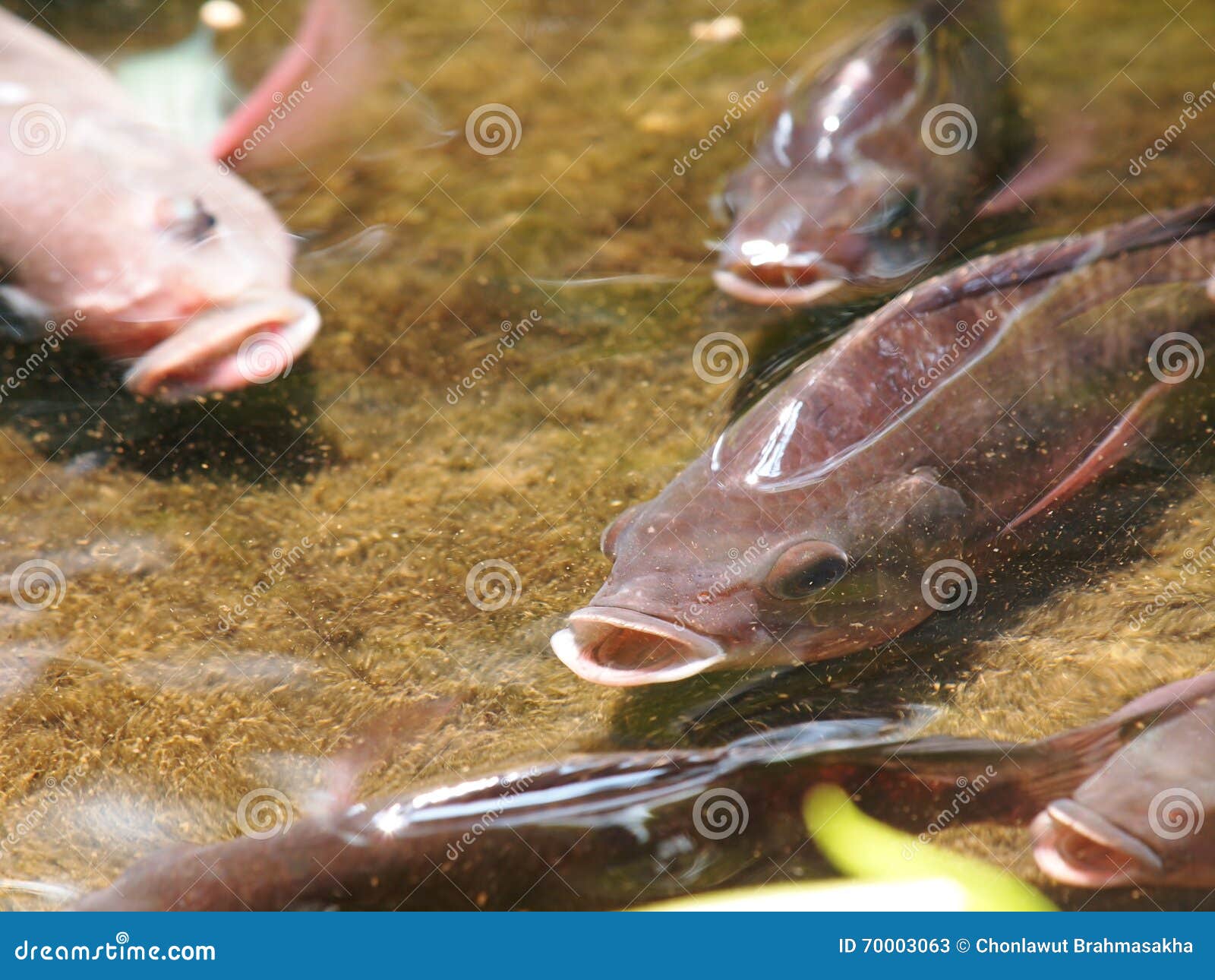Nil-Fische stockbild. Bild von reizend, bewirtschaftet - 70003063