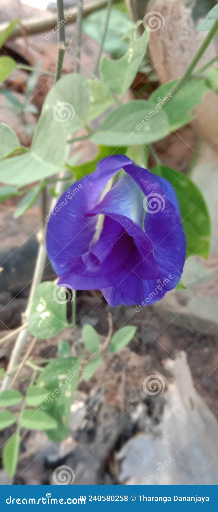 Nil Katarolu Flower in Sri Lanka Stock Photo - Image of lanka, katarolu ...