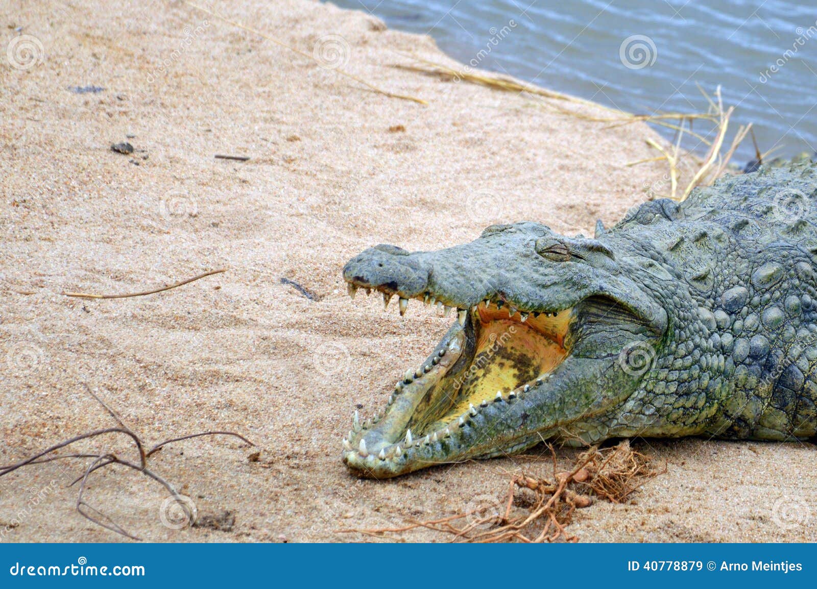Nil-Krokodil (Crocodylus Niloticus) Stockbild - Bild von gesicht ...