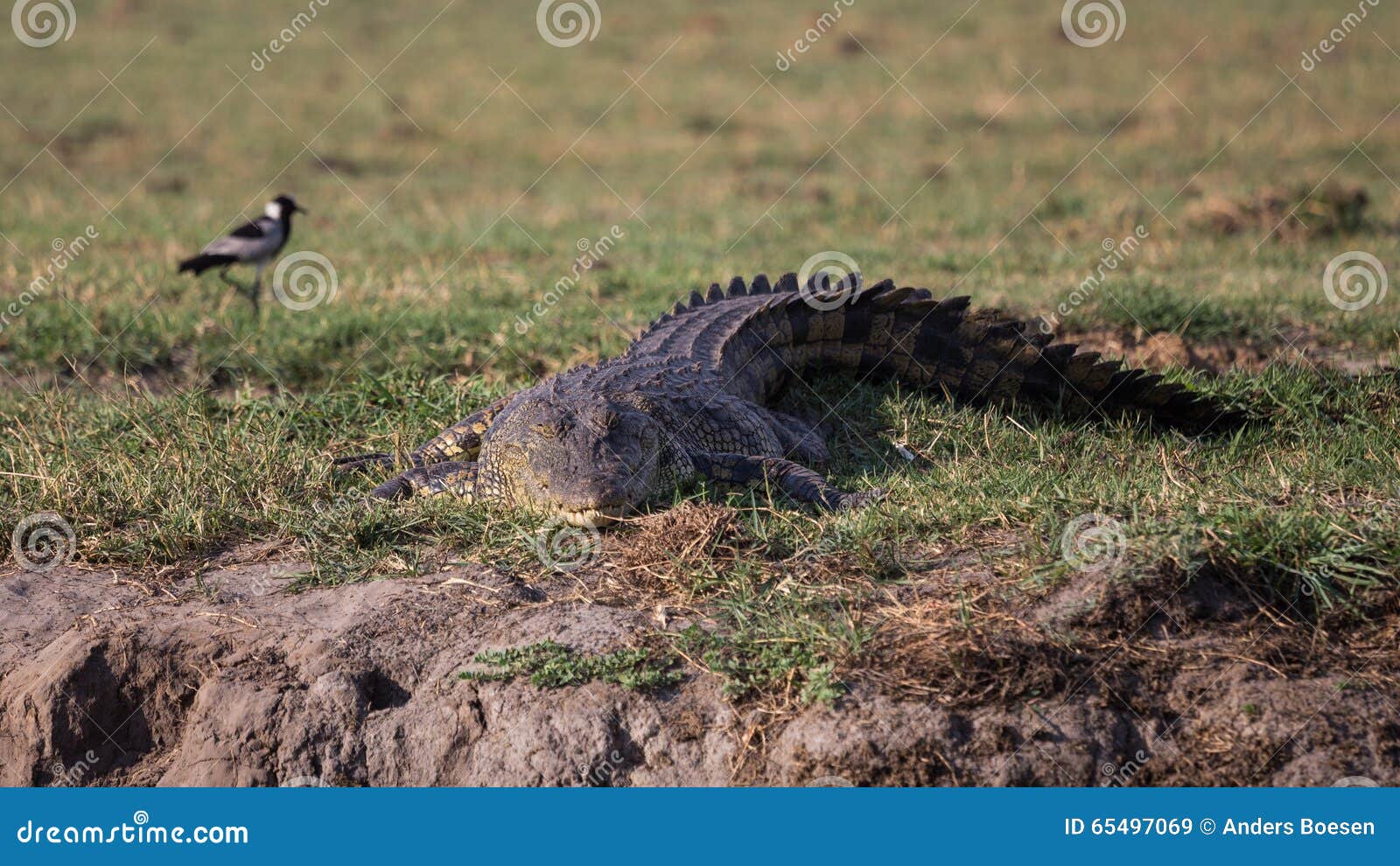 Nil-Krokodil, Das an Okavango-Delta Lauert Stockbild - Bild von lauern ...