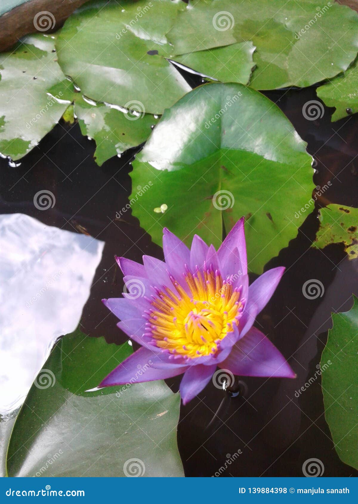 NIL MANEL FLOWER stock photo. Image of flowernational - 139884398