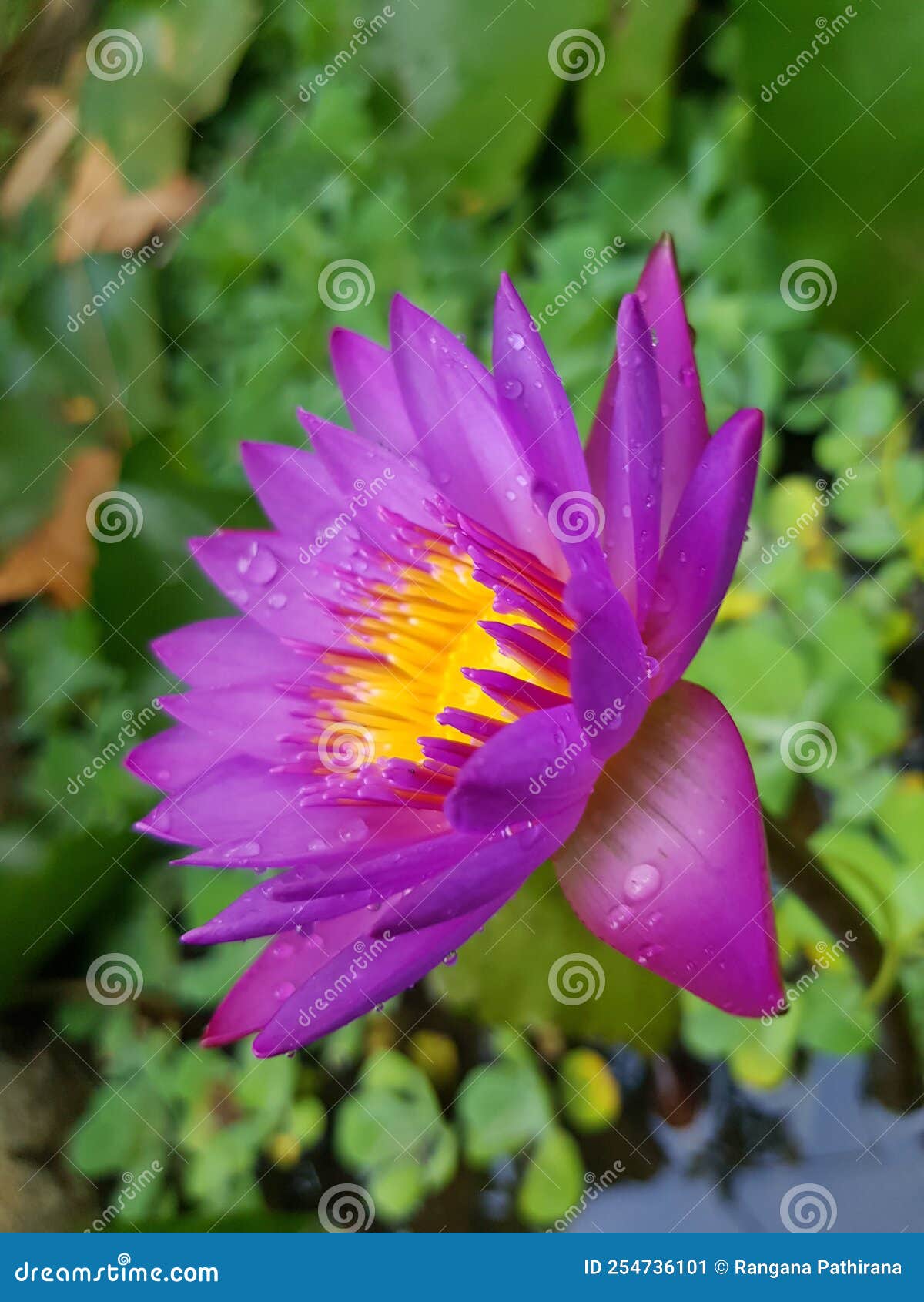Nil Manel Mala . the National Flower of Sri Lanka Stock Image - Image ...
