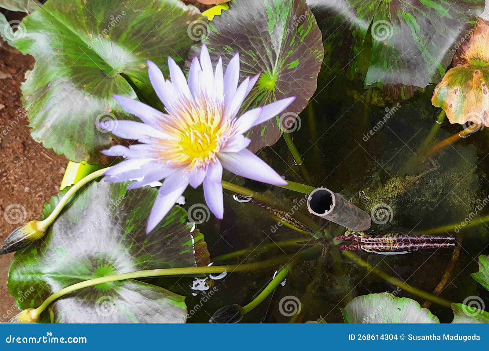 Nil Manel Natural Flower in Srilanka Stock Photo - Image of water ...