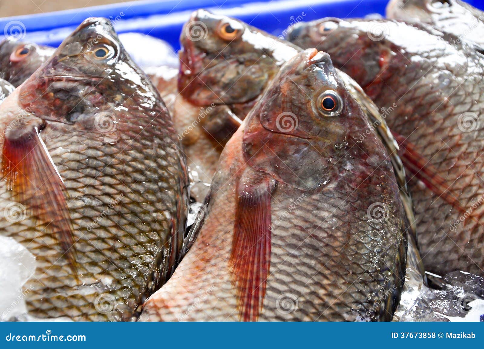 Nil-Tilapia stockfoto. Bild von landwirtschaft, feinschmecker - 37673858