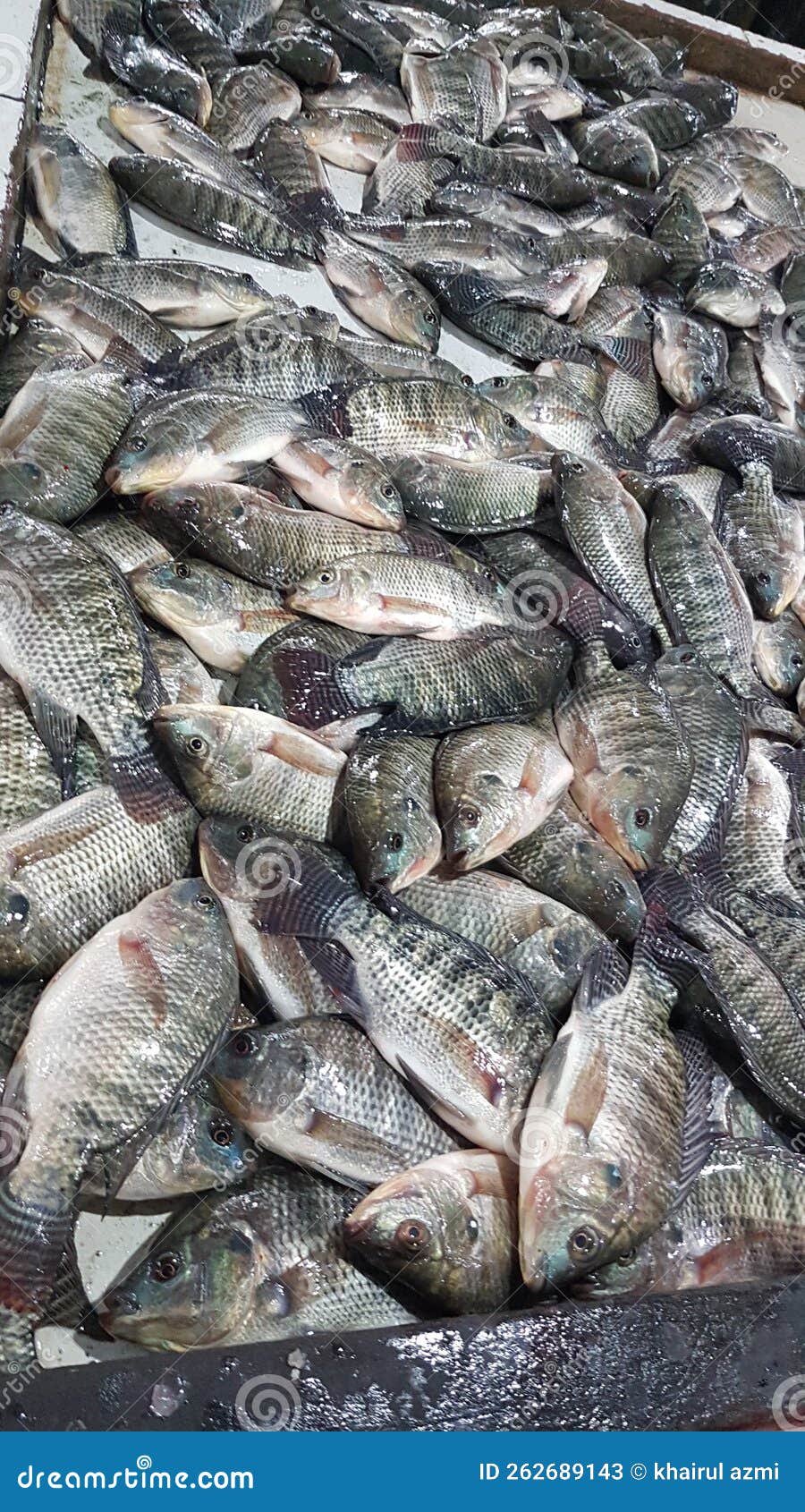 Nila fish at market stock image. Image of animal, organism - 262689143