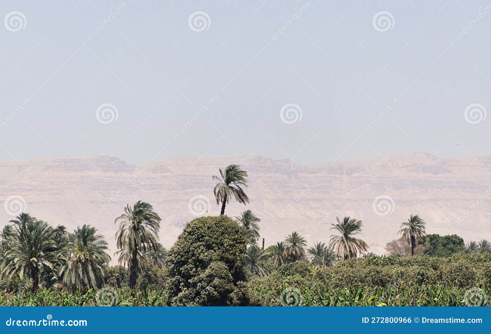The Nile in Aswan, Egypt stock photo. Image of nature - 272800966