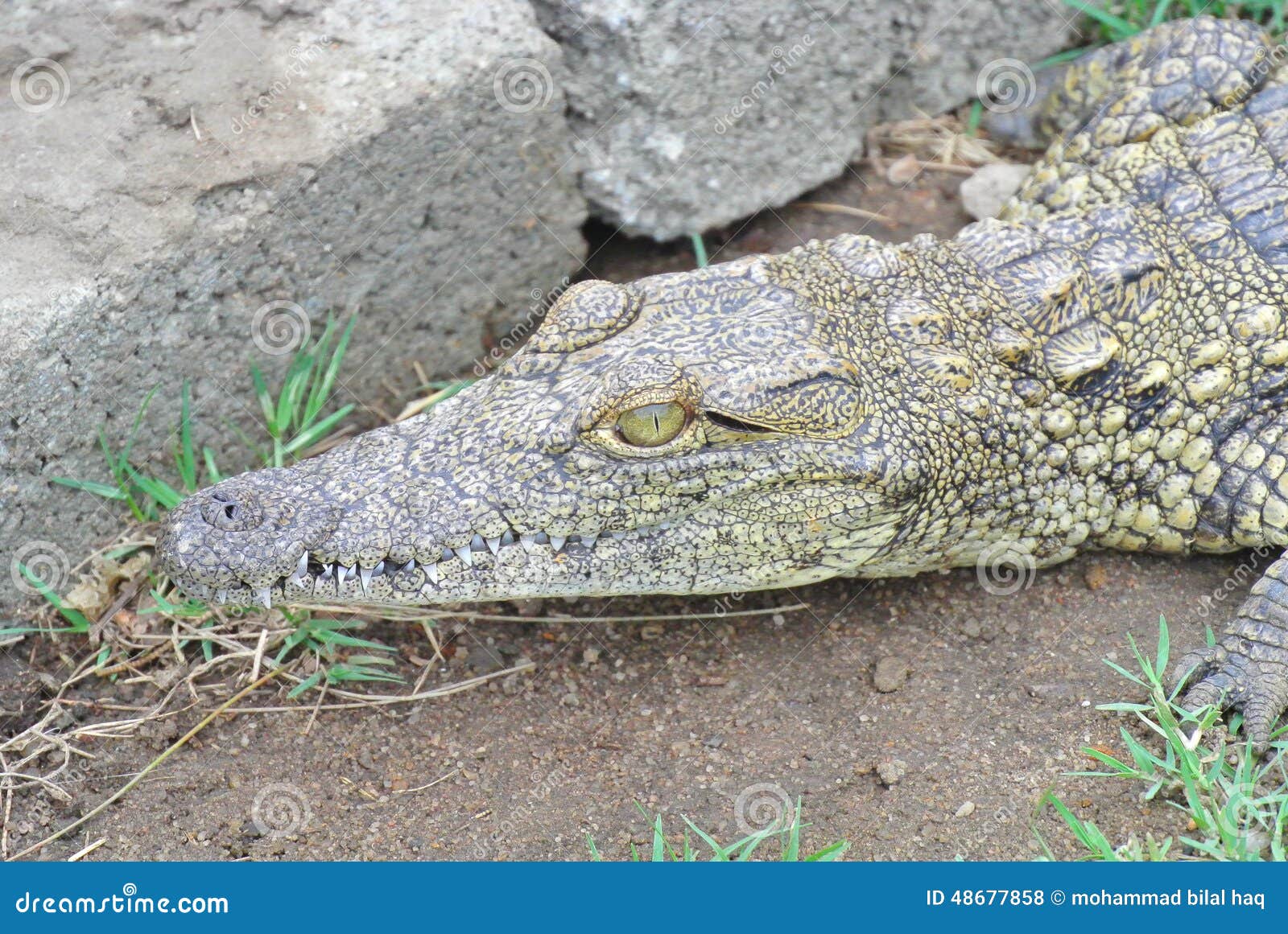 Nile Croc stock photo. Image of watching, croc, teeth - 48677858