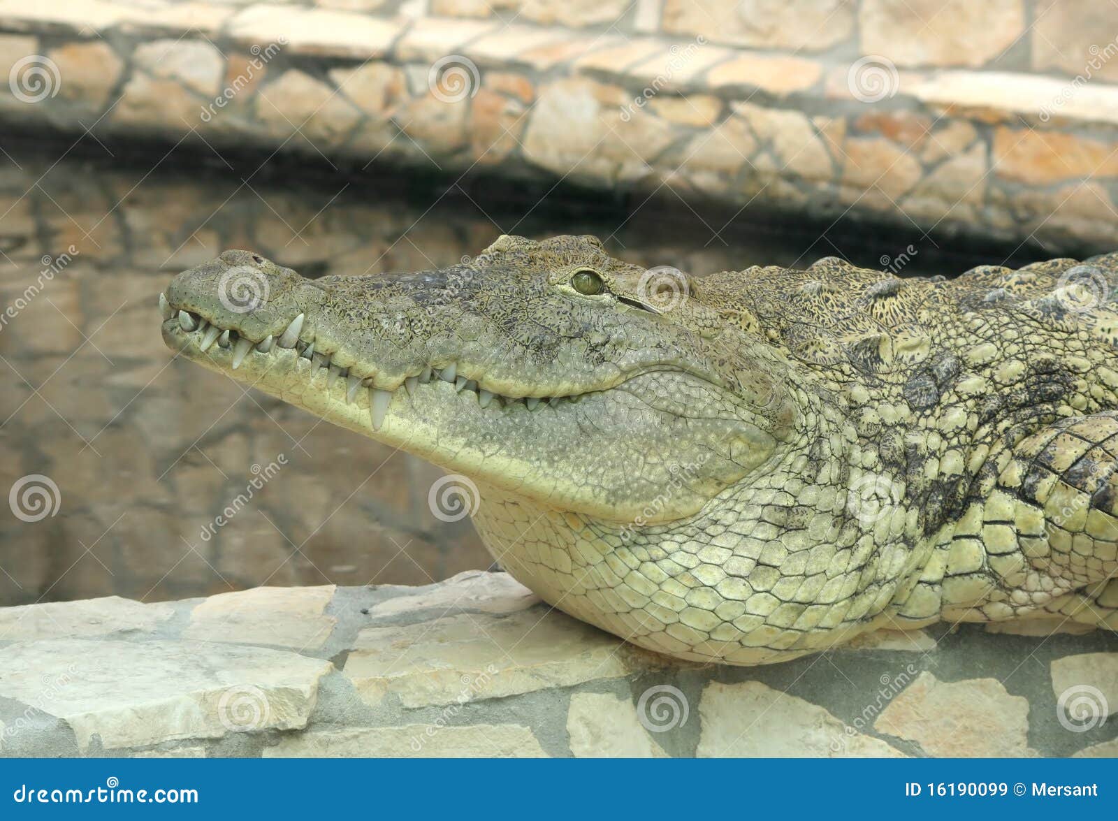 Nile Crocodile stock image. Image of nature, nile, animal - 16190099