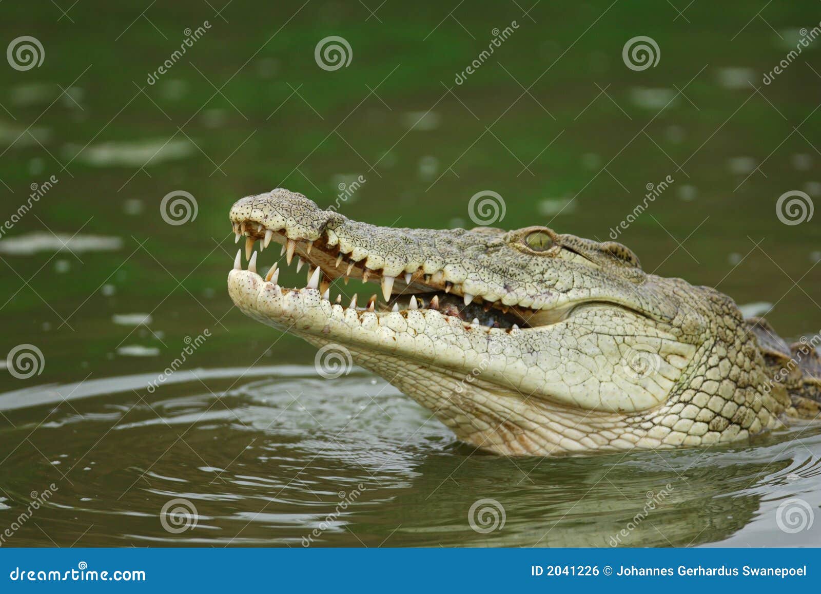 Nile crocodile stock photo. Image of blooded, meal, africa - 2041226