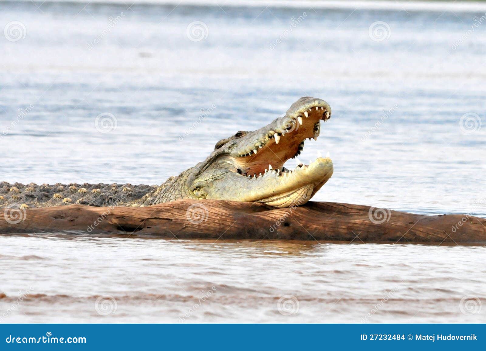 Nile crocodile stock photo. Image of open, aquatic, predator - 27232484