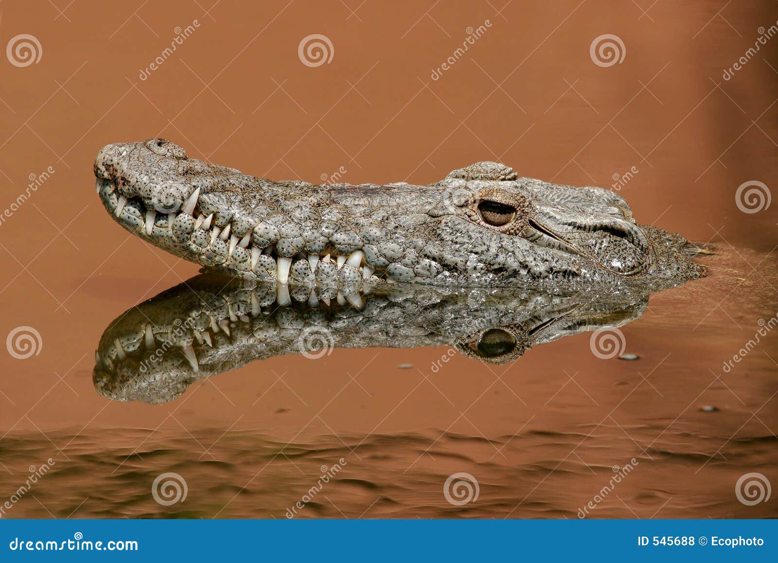 Nile crocodile stock photo. Image of hunter, croc, nile - 545688