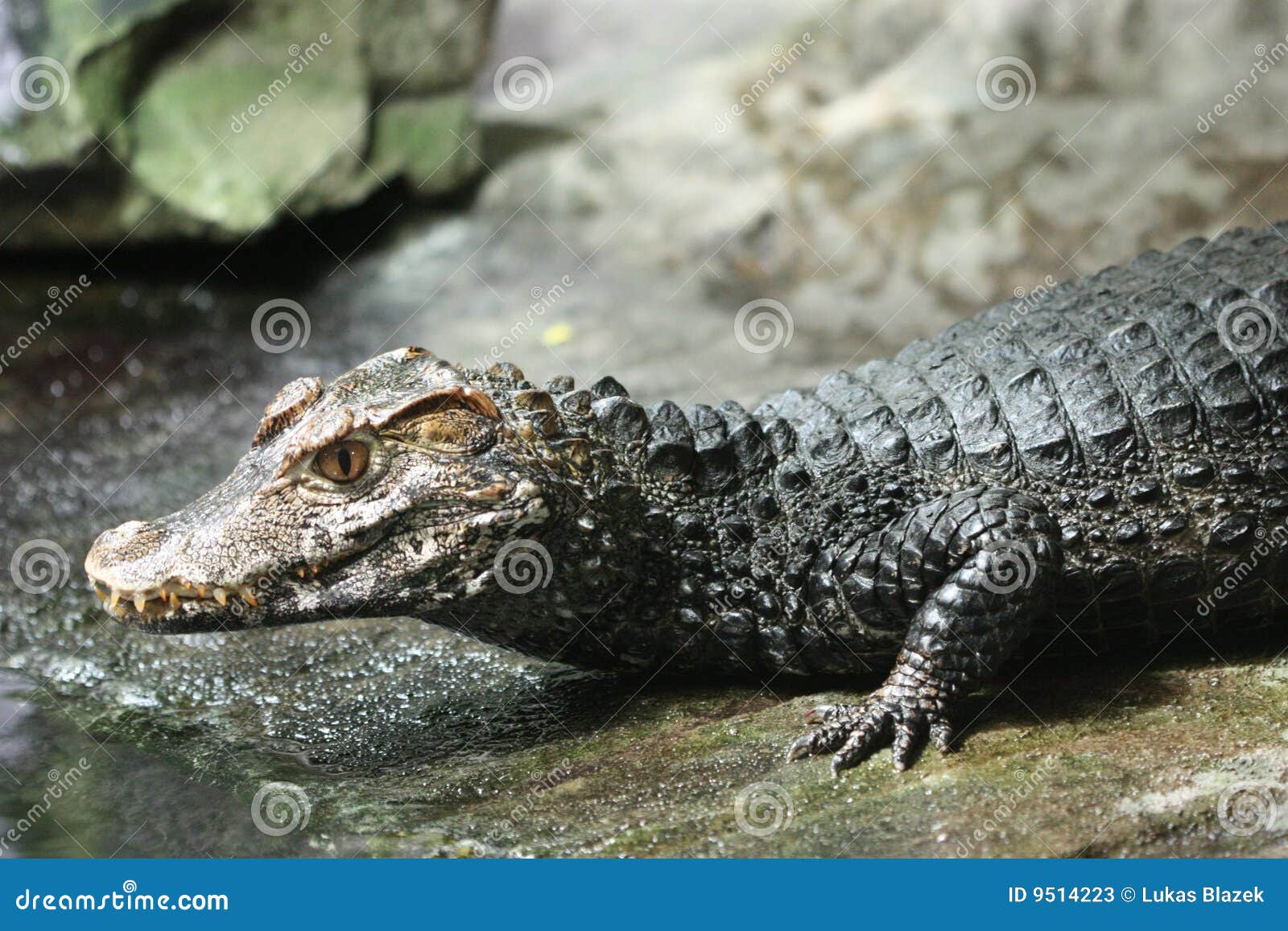 Nile crocodile stock image. Image of niloticus, brno, danger - 9514223