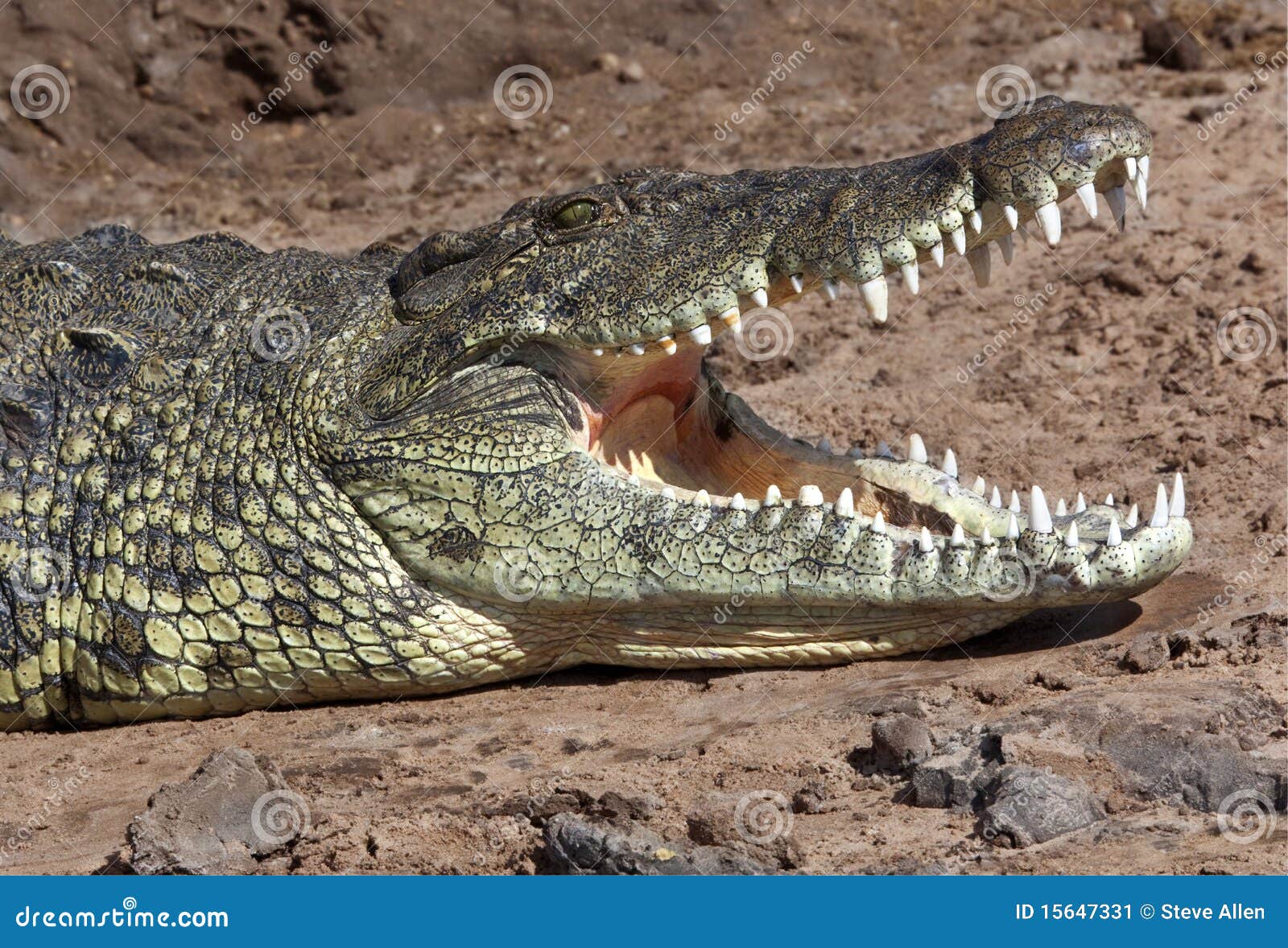 Nile Crocodile (Crocodylus Niloticus), Mating, Royalty-Free Stock ...