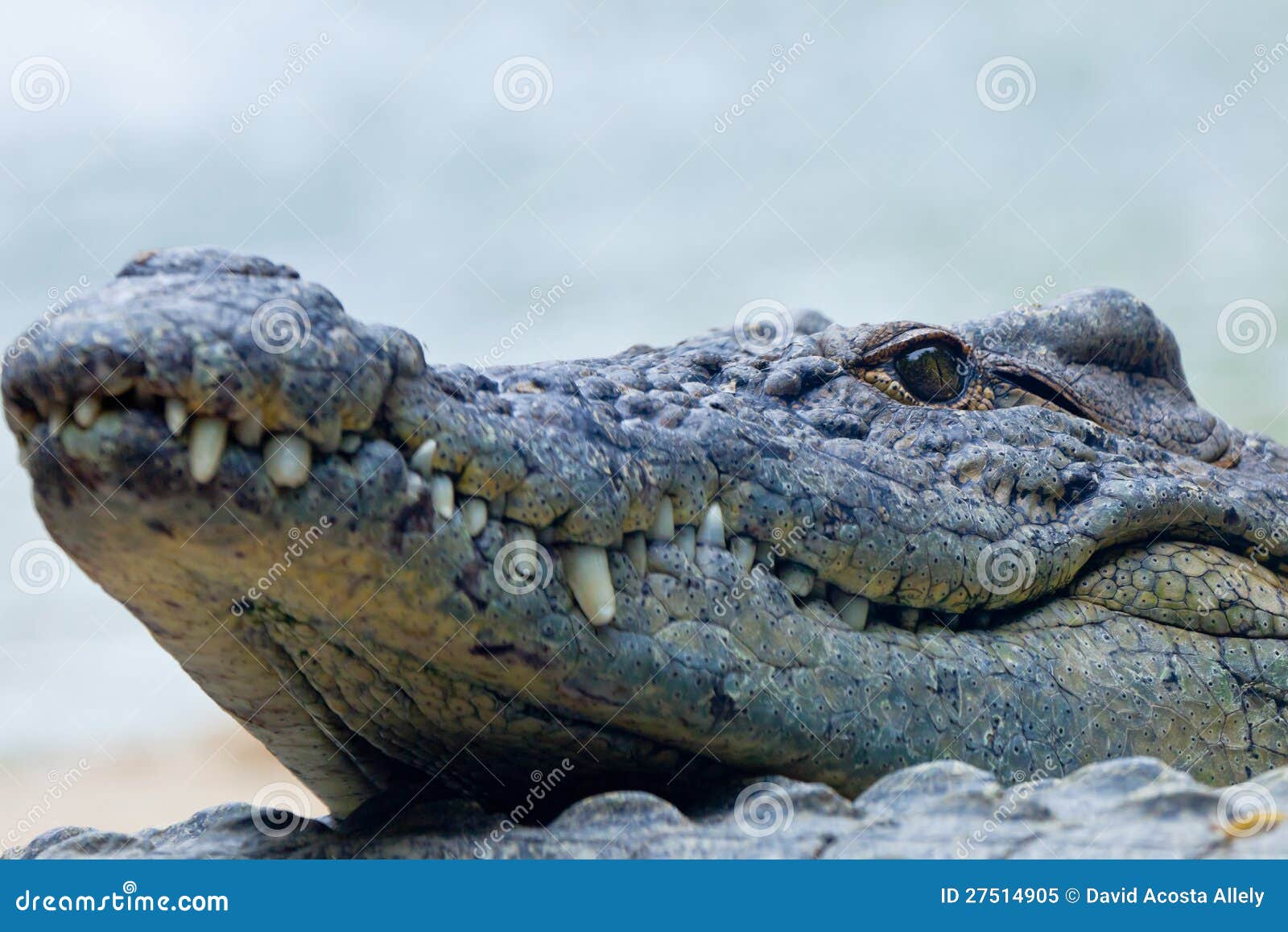 A Nile Crocodile, Crocodylus Niloticus Stock Image - Image of niloticus ...