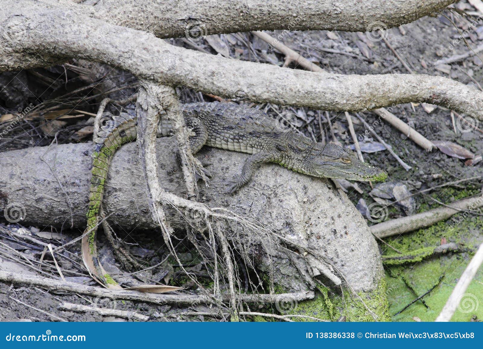 Nile Crocodile Crocodylus Niloticus on a Tree Stock Photo - Image of ...