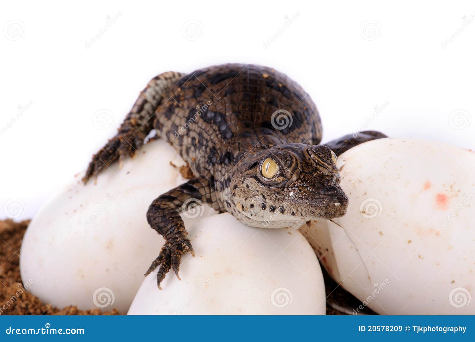 A nile crocodile hatching stock image. Image of blooded - 20578209