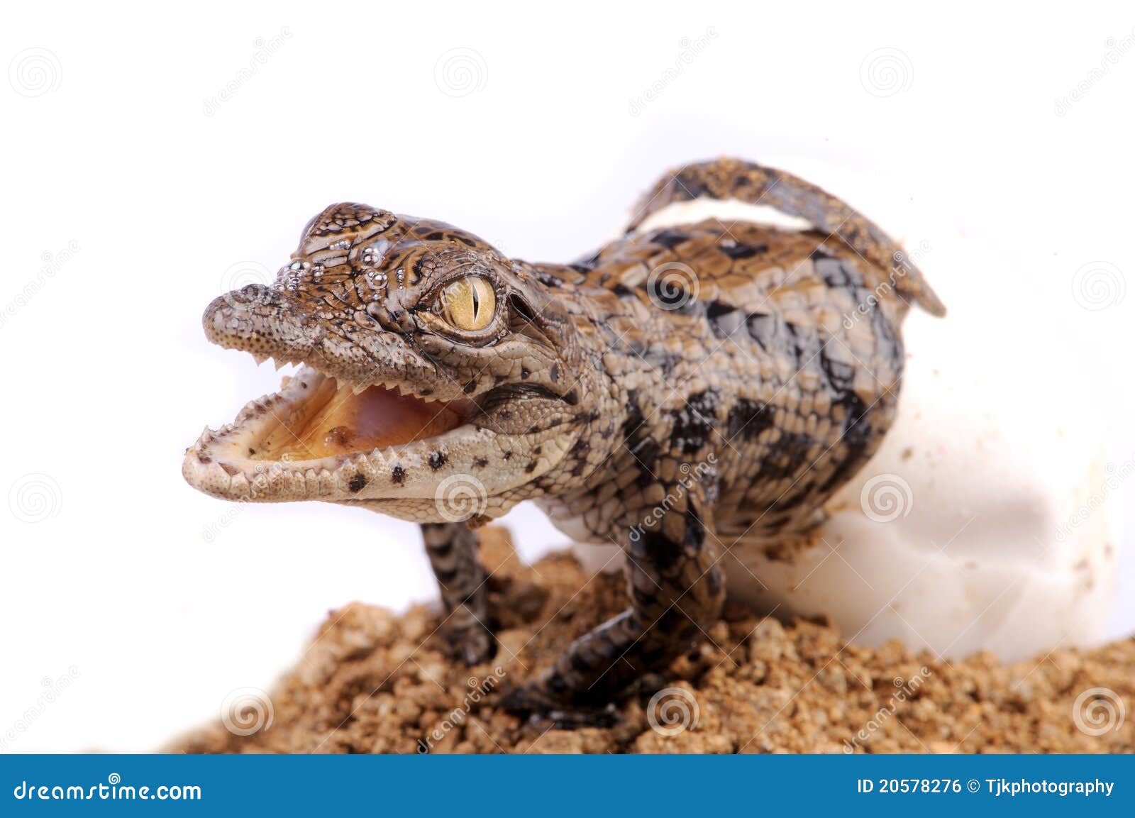 A nile crocodile hatching stock photo. Image of studio - 20578276