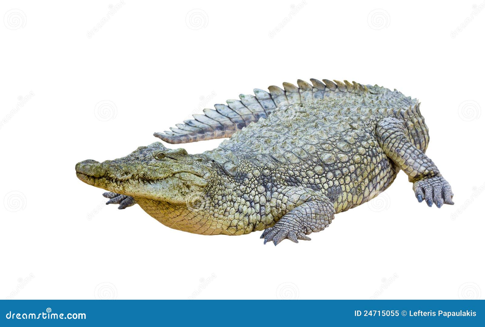 Nile Crocodile Isolated (Crocodylus Niloticus) Royalty-Free Stock ...