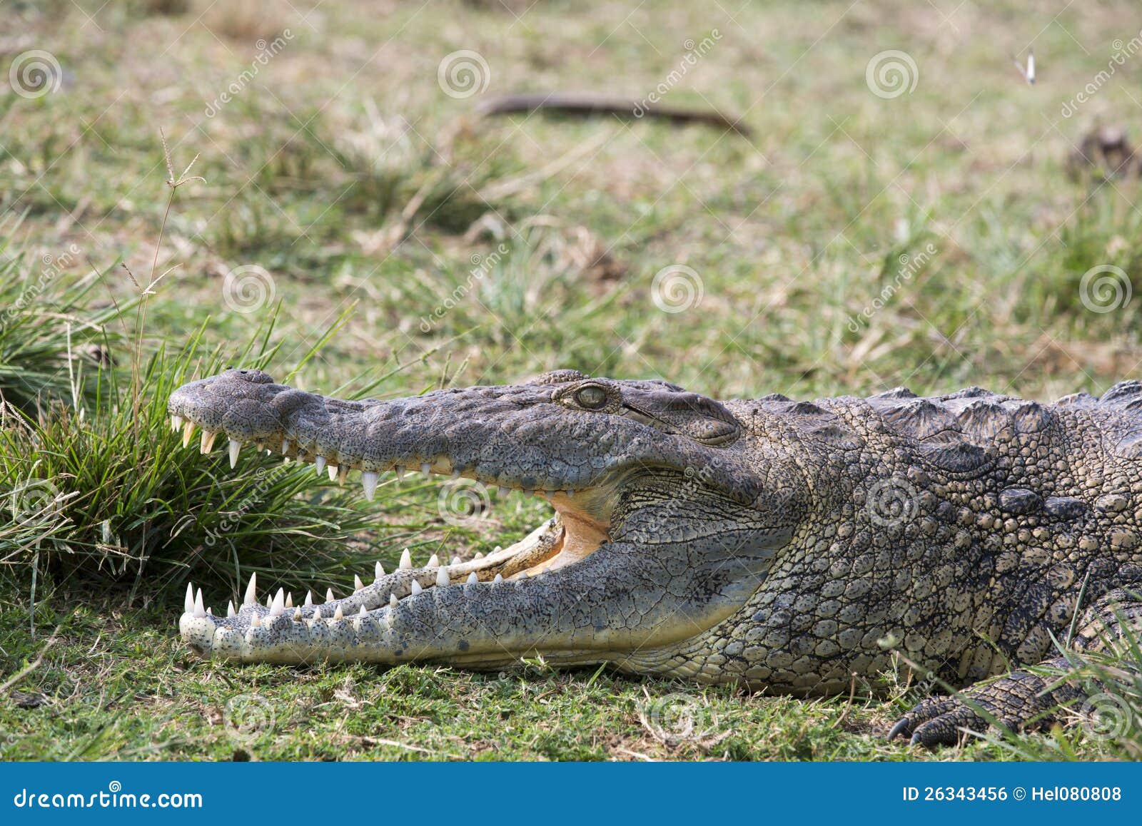 Nile crocodile stock photo. Image of nile, wildlife, africa - 26343456