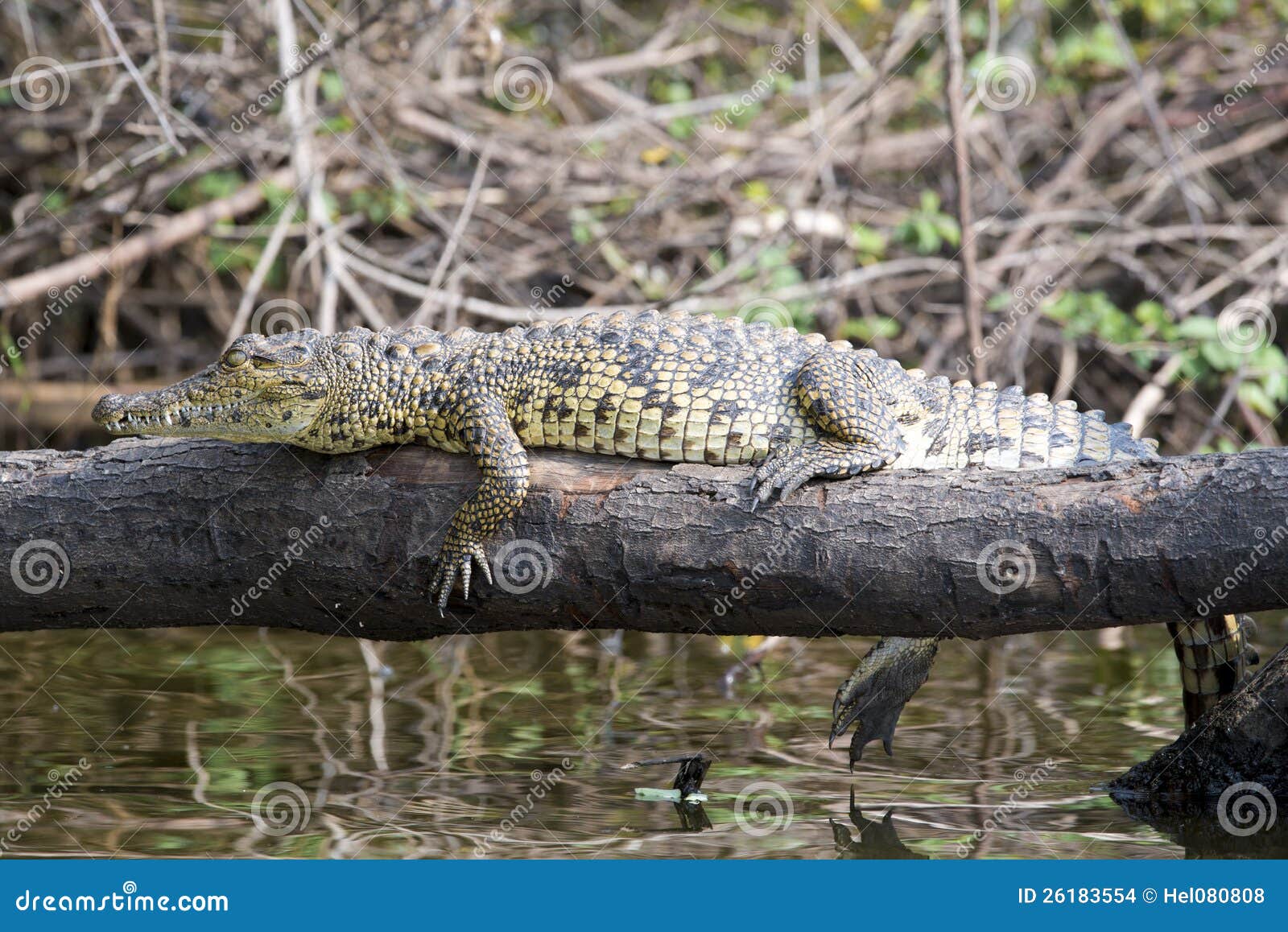 Small Crocodile Lying on Tree Trunk Over Lake Stock Photo - Image of ...