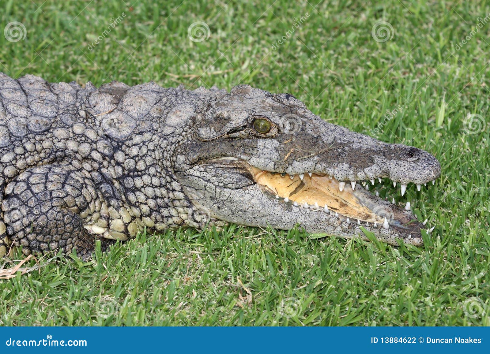 Nile Crocodile Portrait stock photo. Image of adapted - 13884622