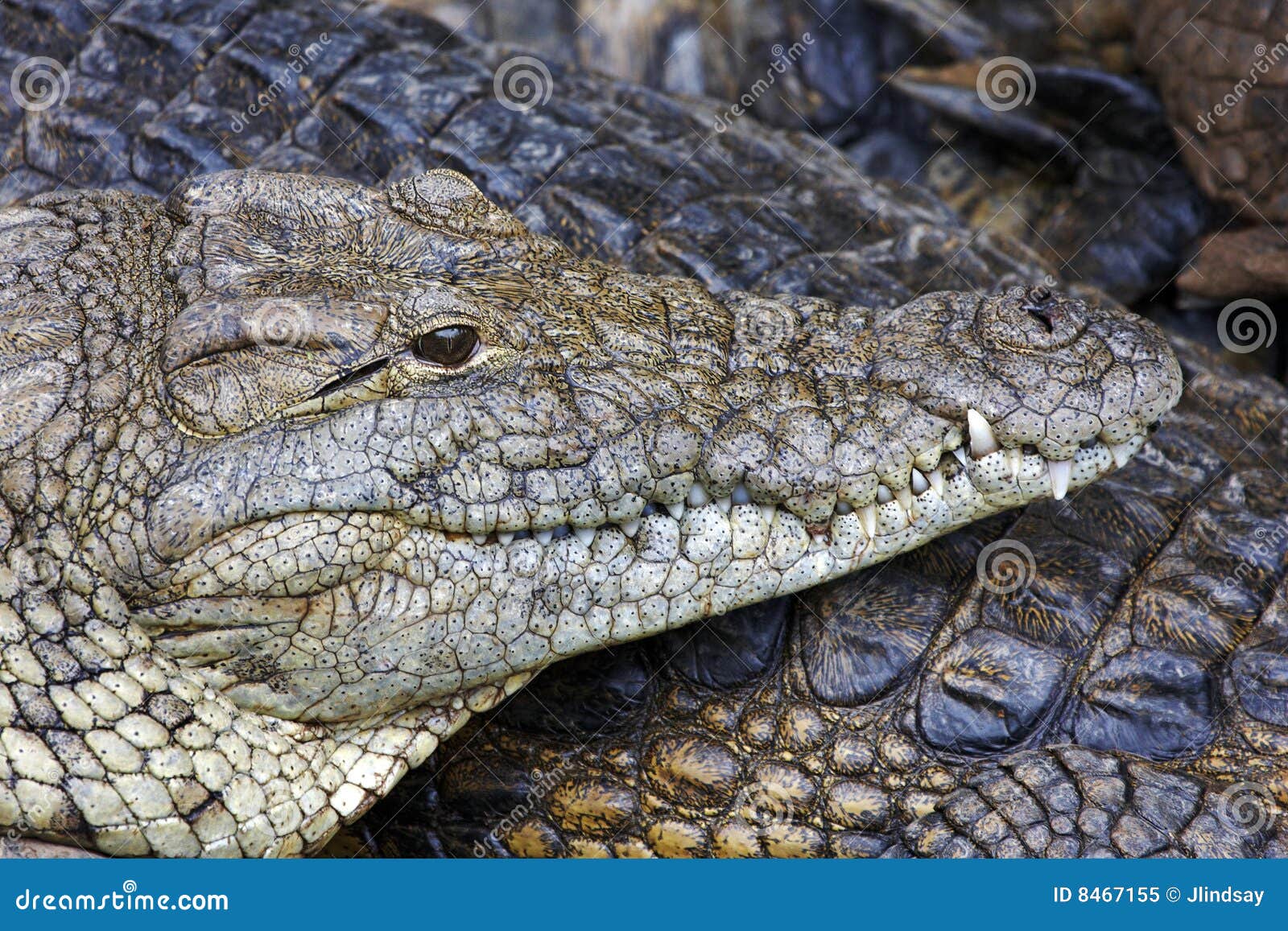 Nile crocodile portrait stock image. Image of fangs, wildlife - 8467155