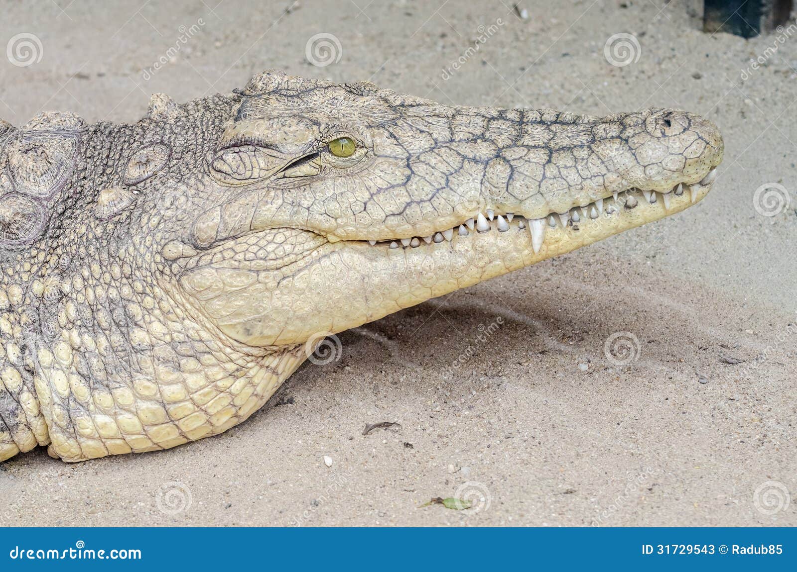 Nile Crocodile stock image. Image of reptile, reptilian - 31729543