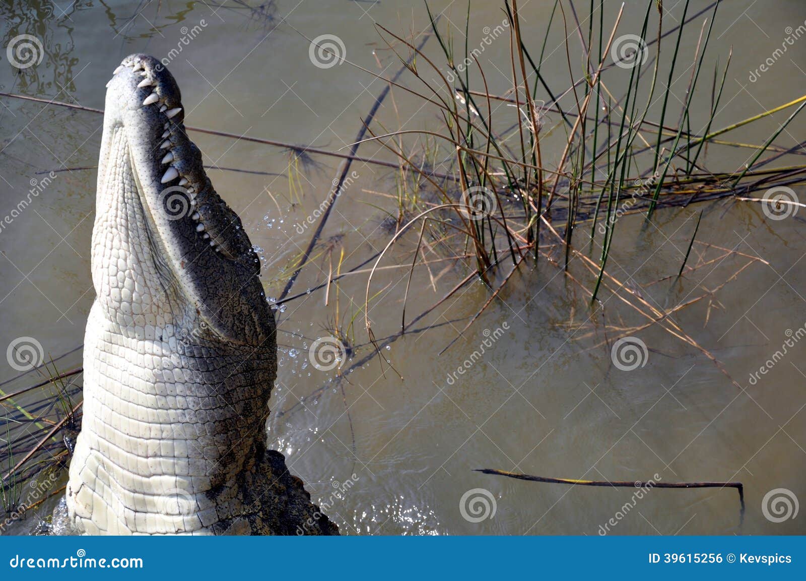 Nile Crocodile stock photo. Image of crocodile, river - 39615256
