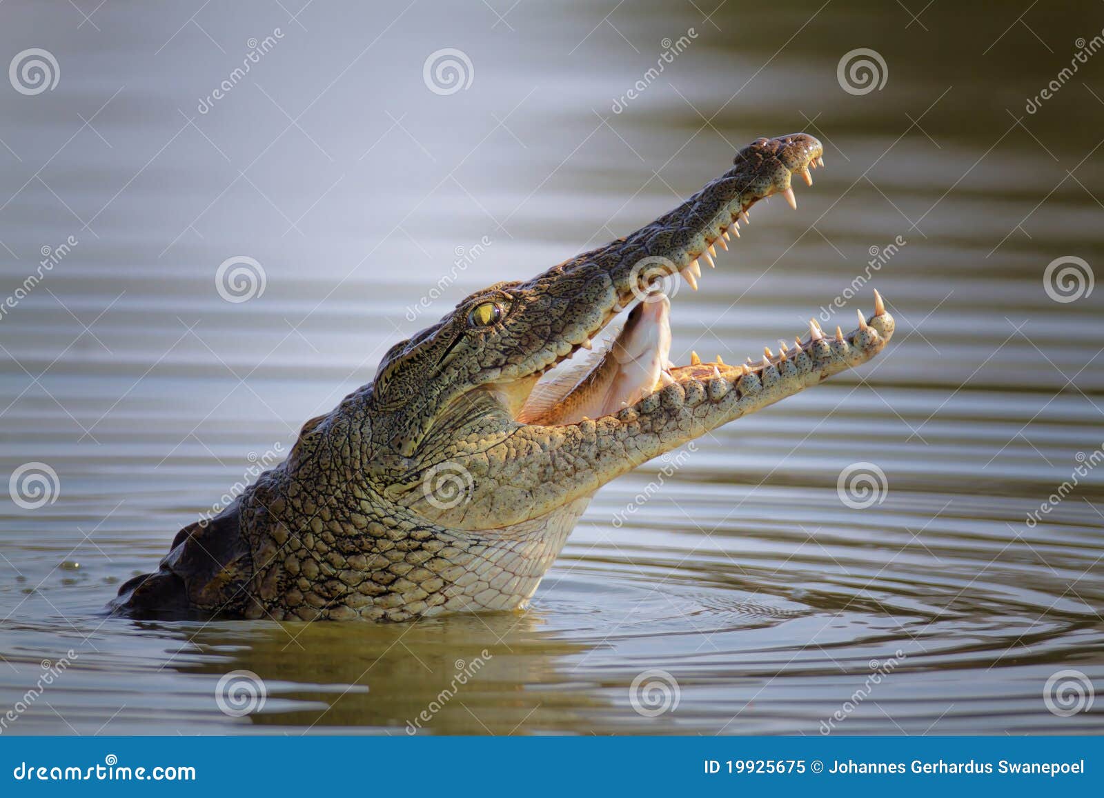 Nile Crocodile Swallowing Fish Stock Image - Image of meal, action ...