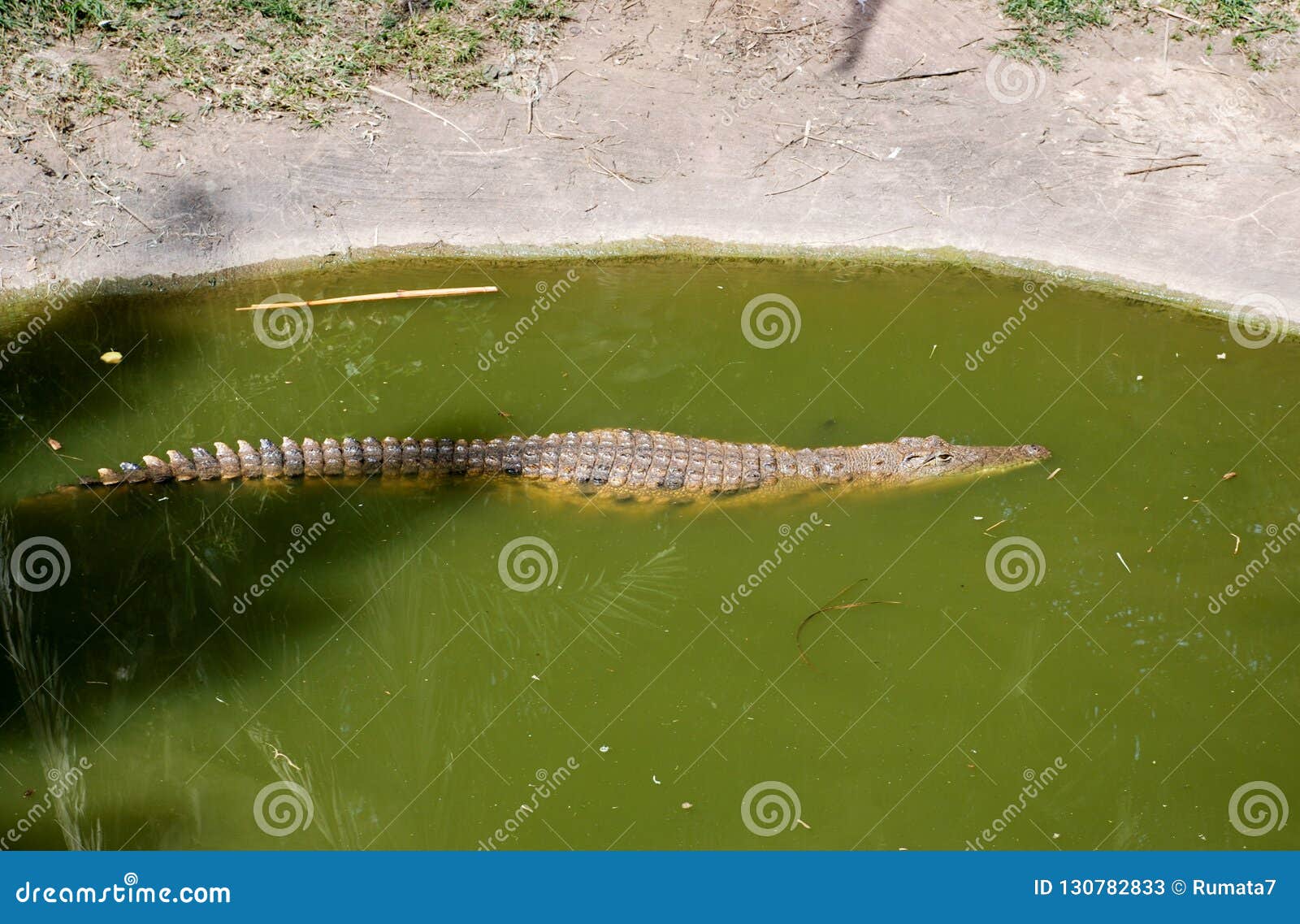 Nile Crocodile at Pond in Zoo Stock Image - Image of aquatic, nature ...