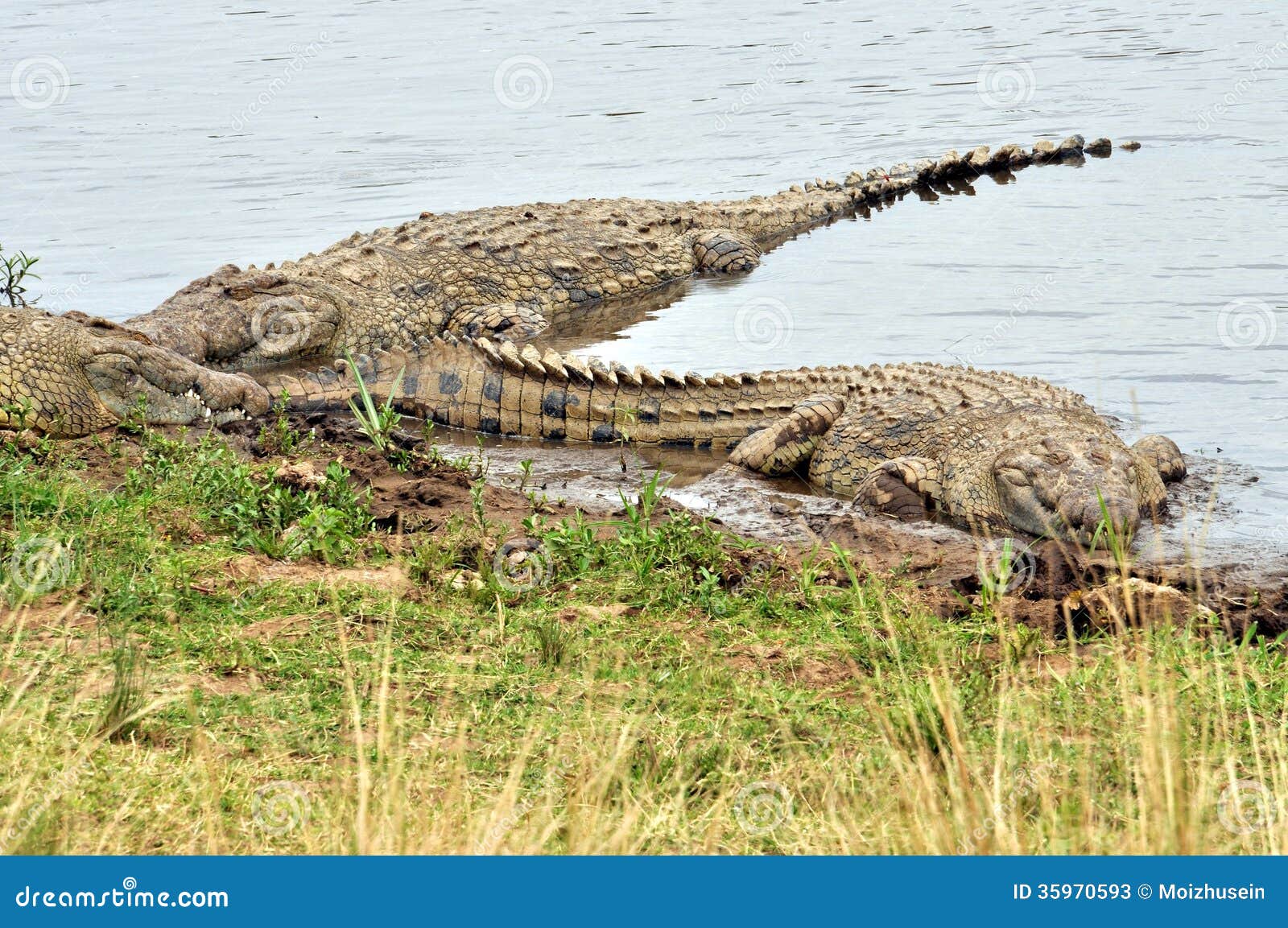 Nile Crocodile Waiting for Prey Stock Image - Image of river, common ...