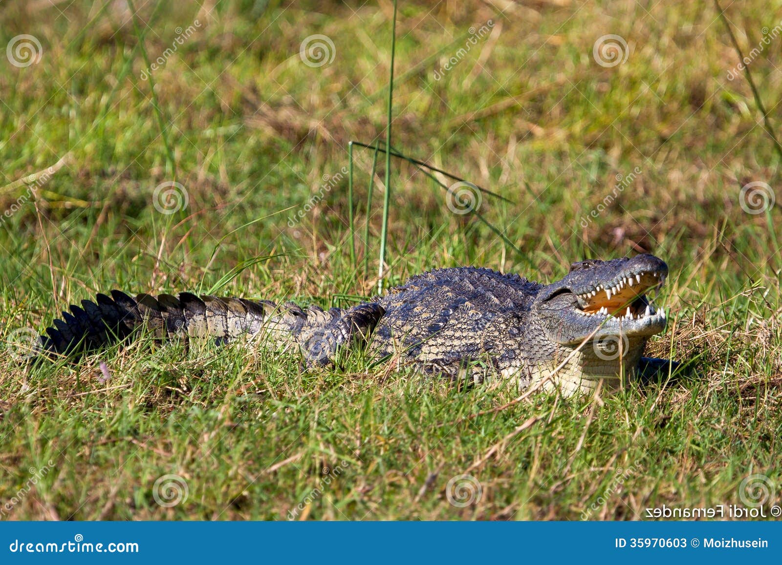 Nile Crocodile Waiting for Prey Stock Image - Image of park, katavi ...