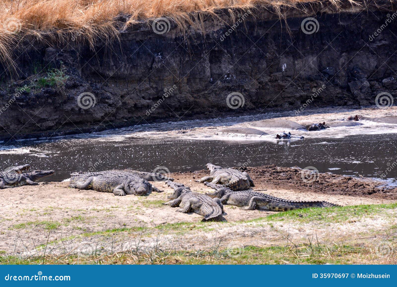 Nile Crocodile Waiting for Prey Stock Image - Image of reptile, ruaha ...
