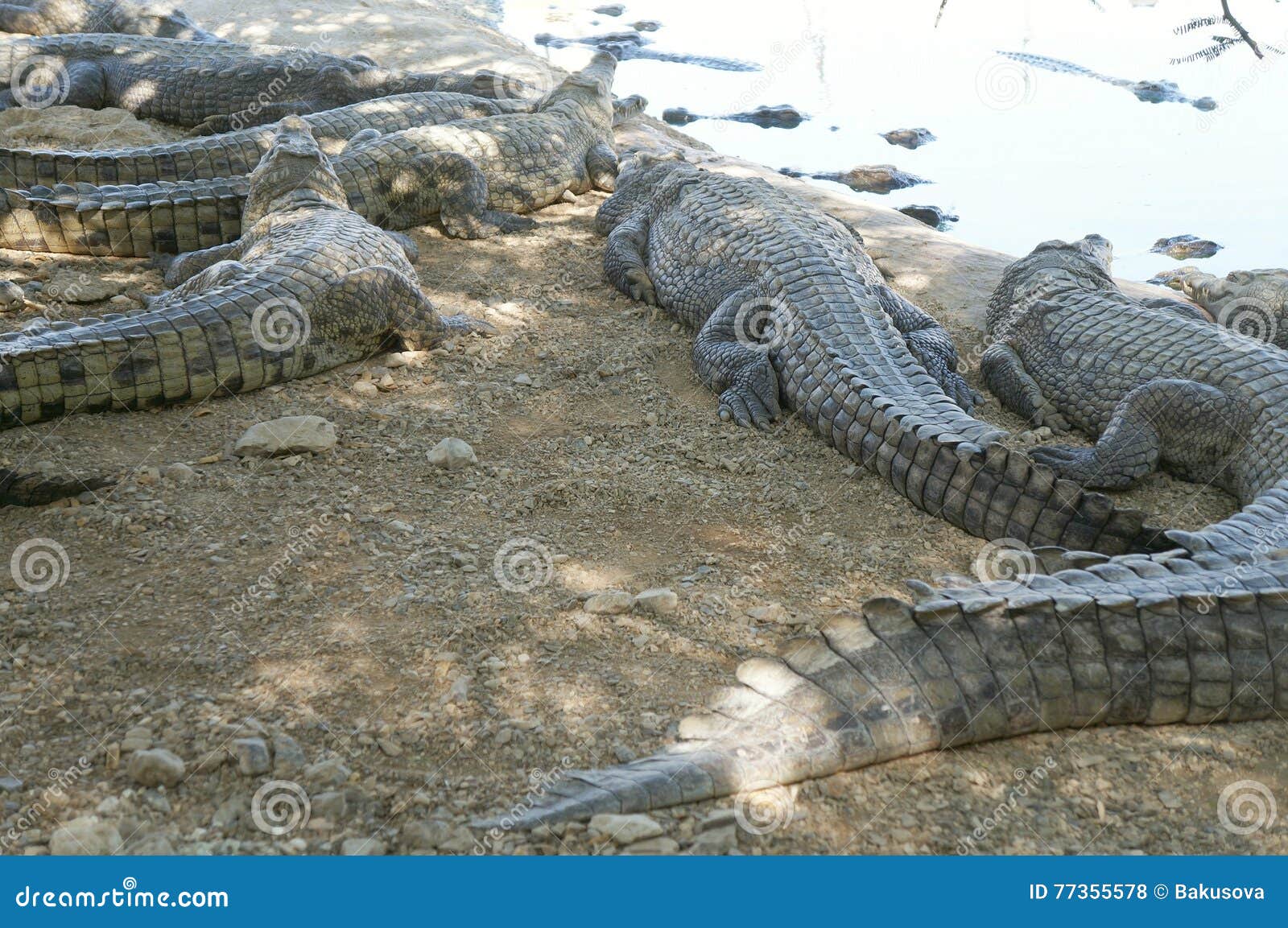 Nile crocodiles resting stock photo. Image of kruger - 77355578