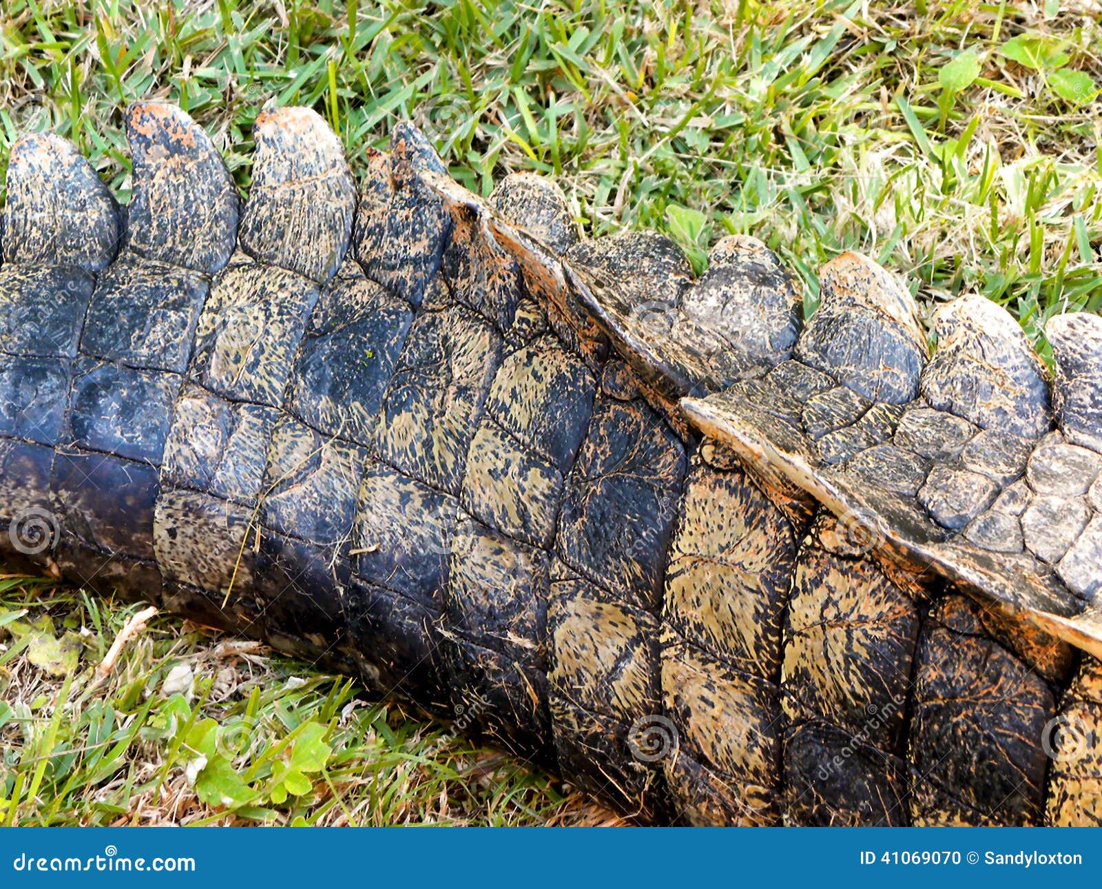 Nile Crocodiles tail stock photo. Image of crocodile - 41069070