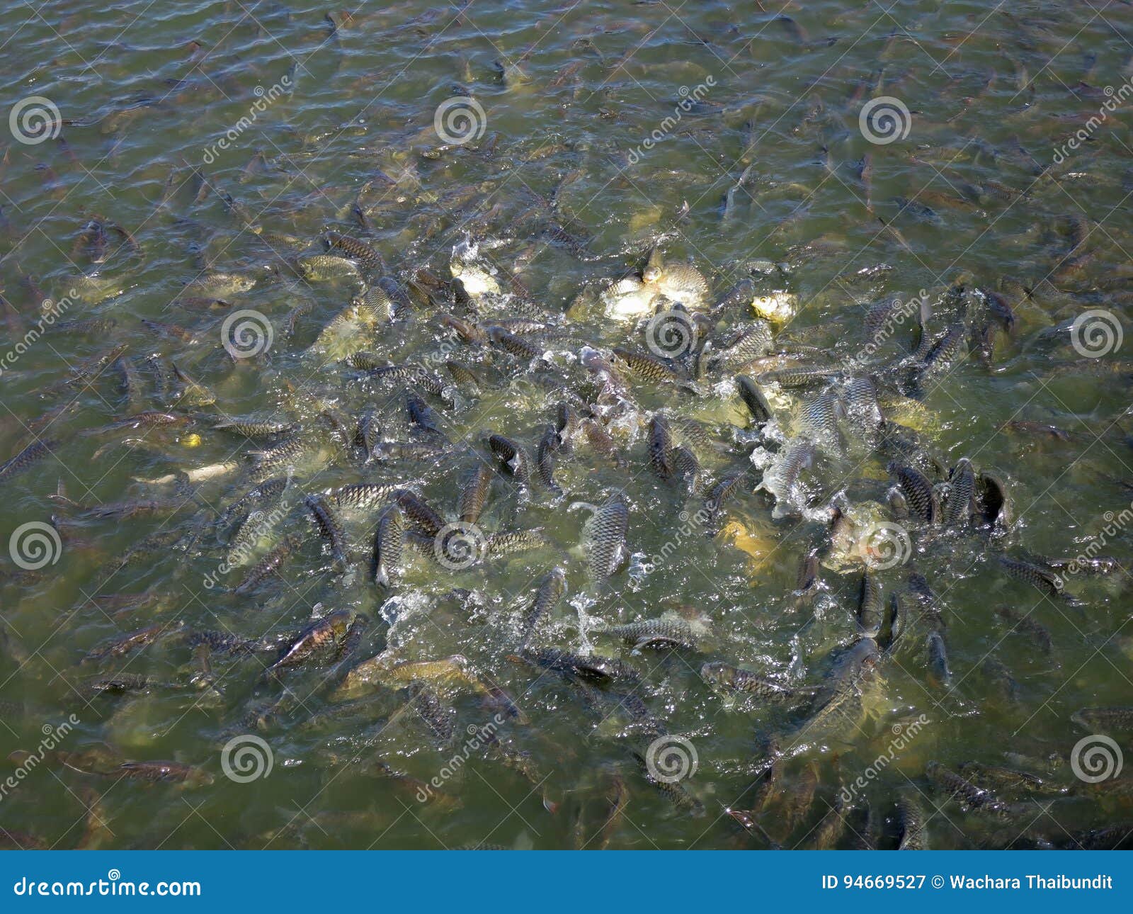 Nile fish stock image. Image of fascinating, flower, field - 94669527