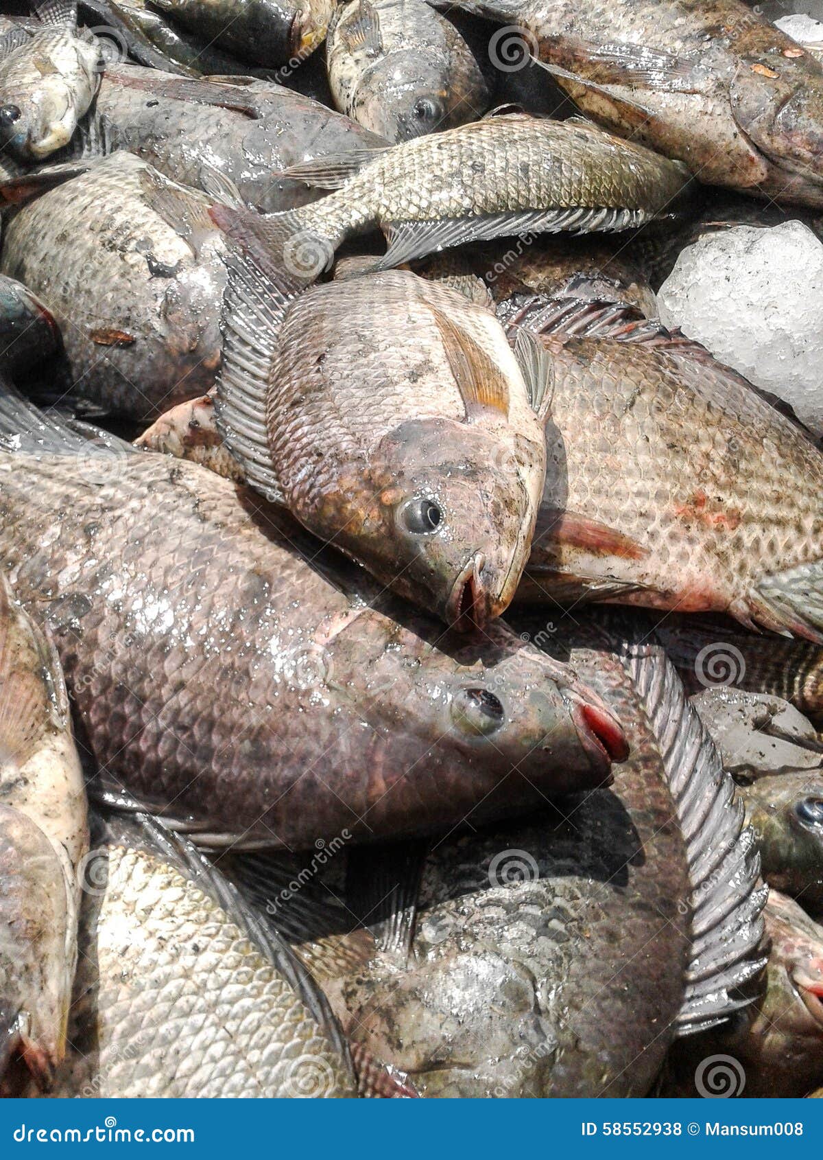 Nile fish stock photo. Image of food, animal, nature - 58552938