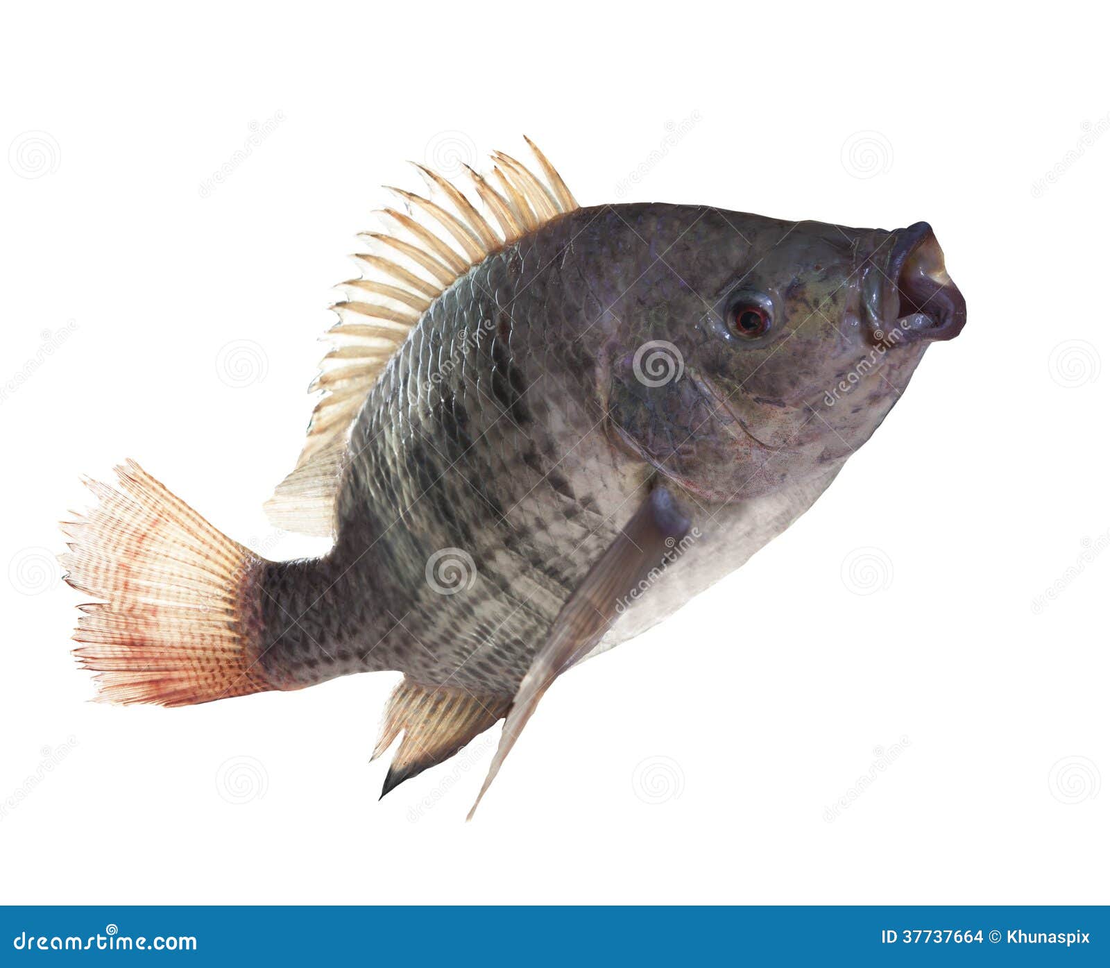 Nile Fish Jumping Isolated White Background Use for Nature Animals and ...