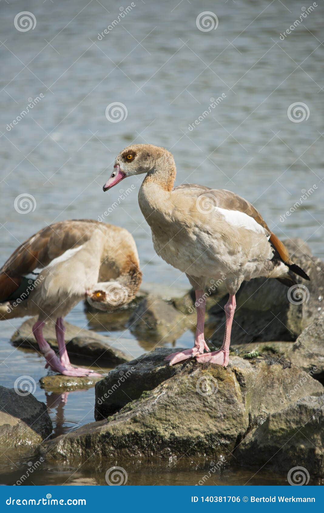 Nile goose at riversde stock photo. Image of farm, moult - 140381706