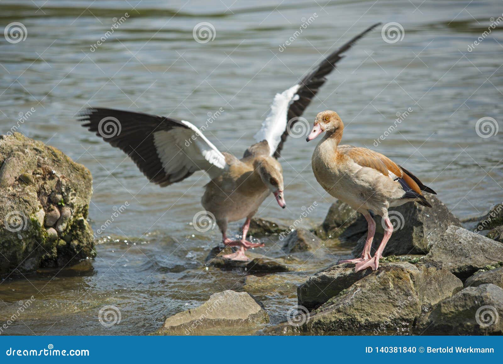 Nile goose at riversde stock photo. Image of males, feather - 140381840