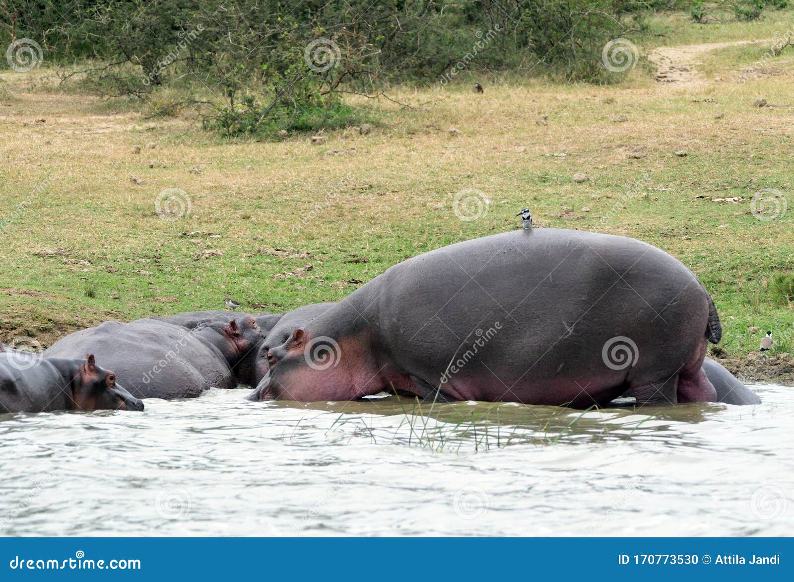Nile Hippos, Queen Elizabeth National Park, Uganda Stock Photo - Image ...