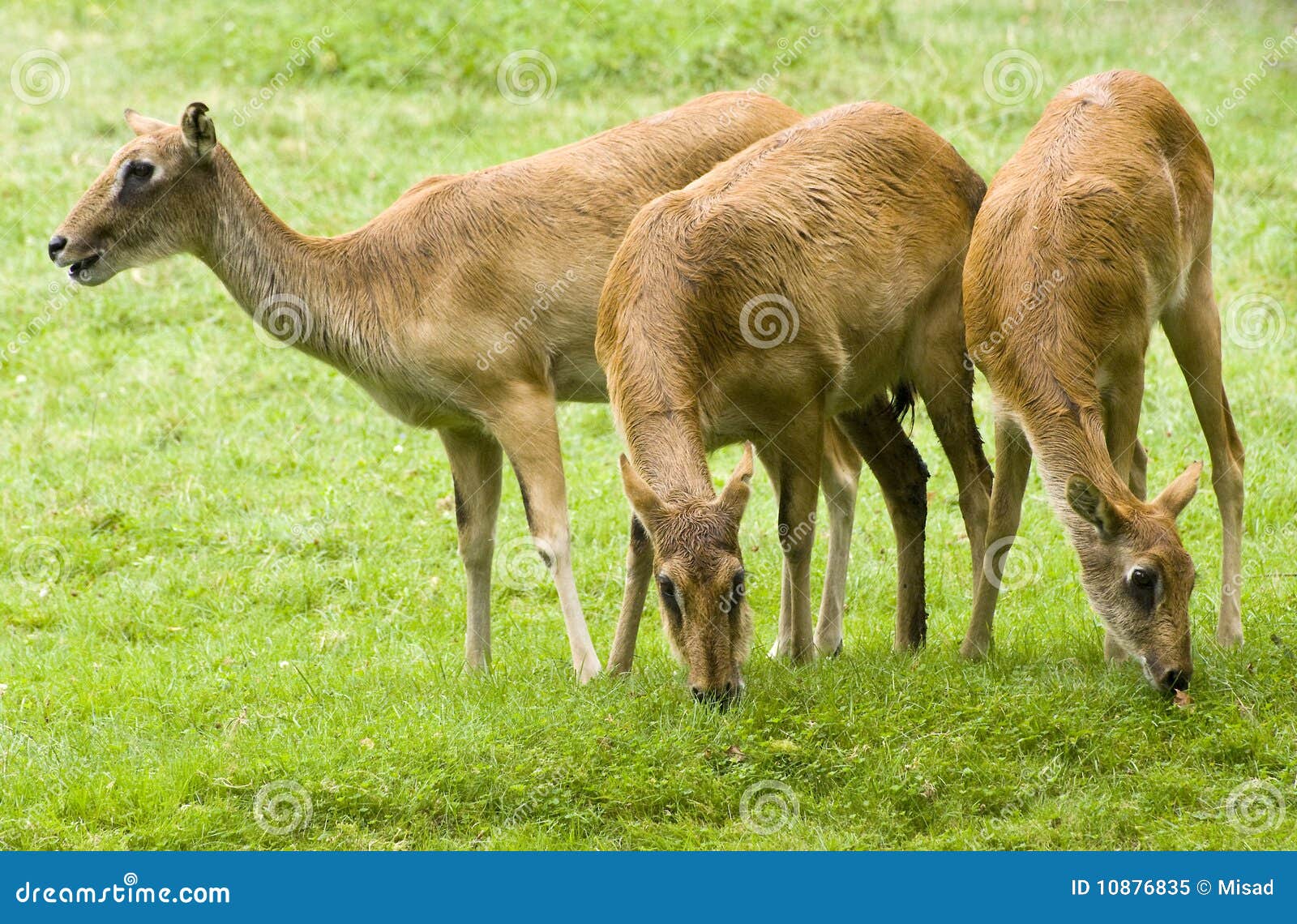 Nile Lechwe stock image. Image of peace, flock, three - 10876835