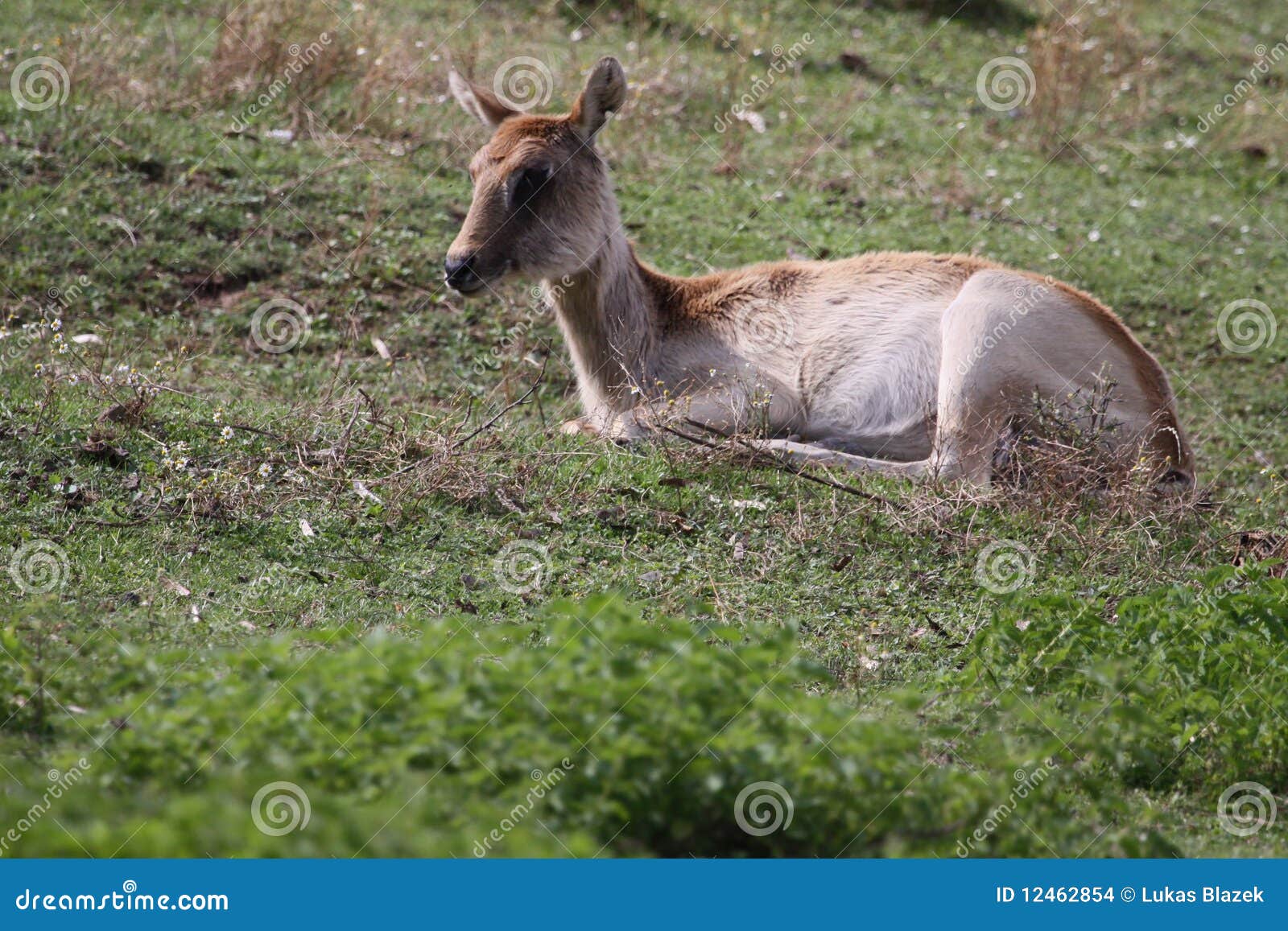 Nile lechwe stock photo. Image of golden, entelope, mammal - 12462854