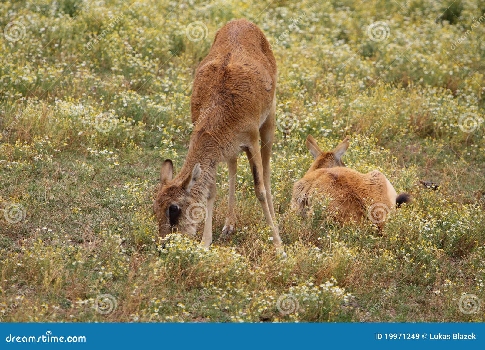 Nile lechwe stock image. Image of female, nature, animal - 19971249