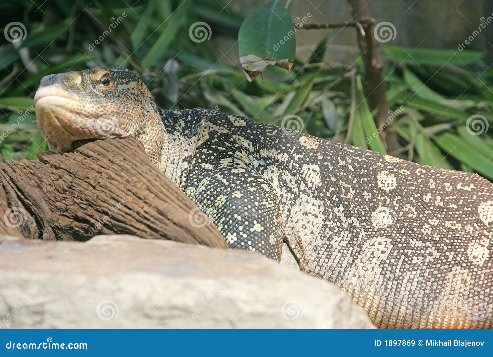Nile Monitor 1 Royalty-Free Stock Photo | CartoonDealer.com #1897869