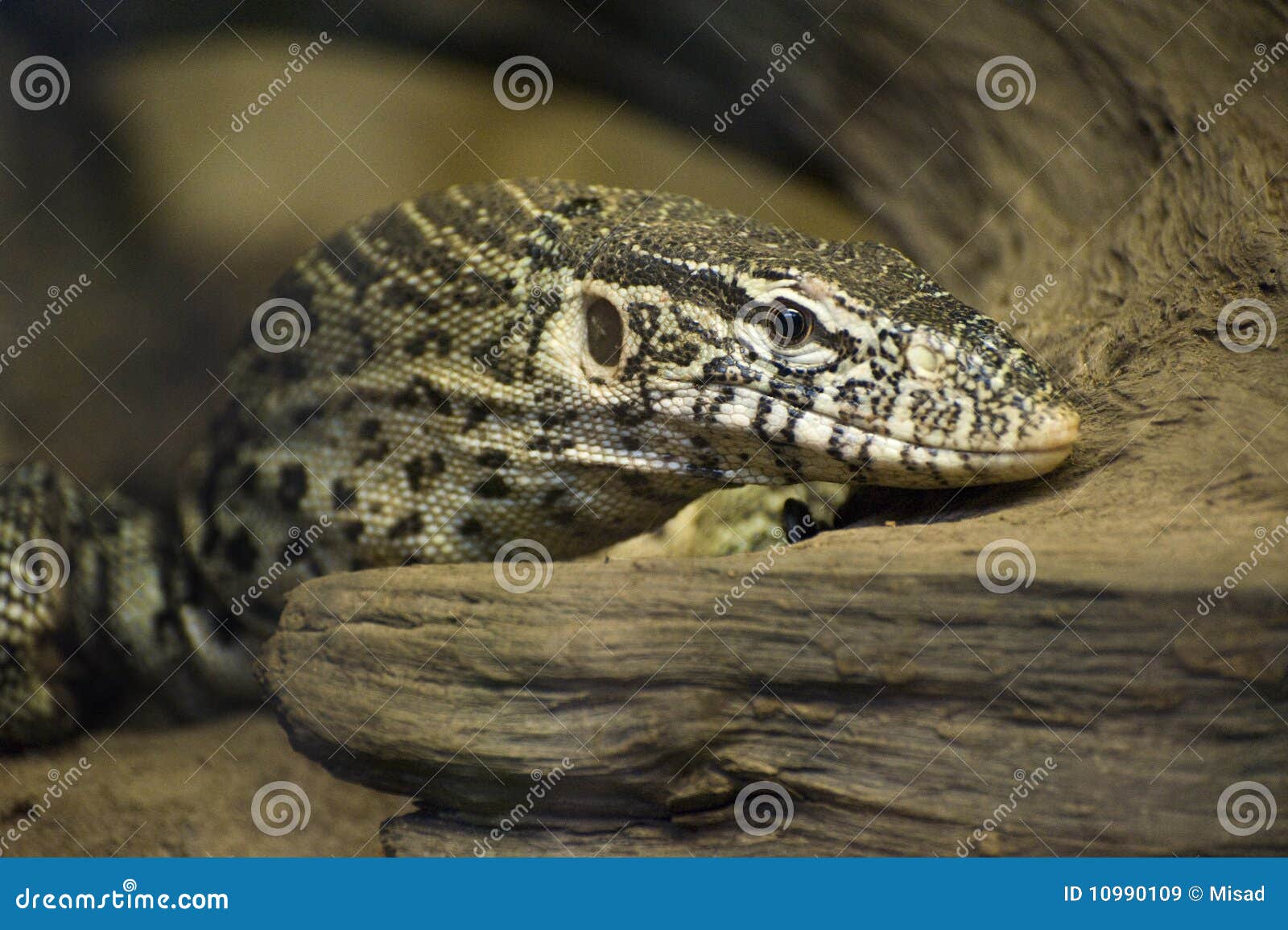 Nile Monitor Lizard Varanus Niloticus Walking On A Sandy Bank Of The ...
