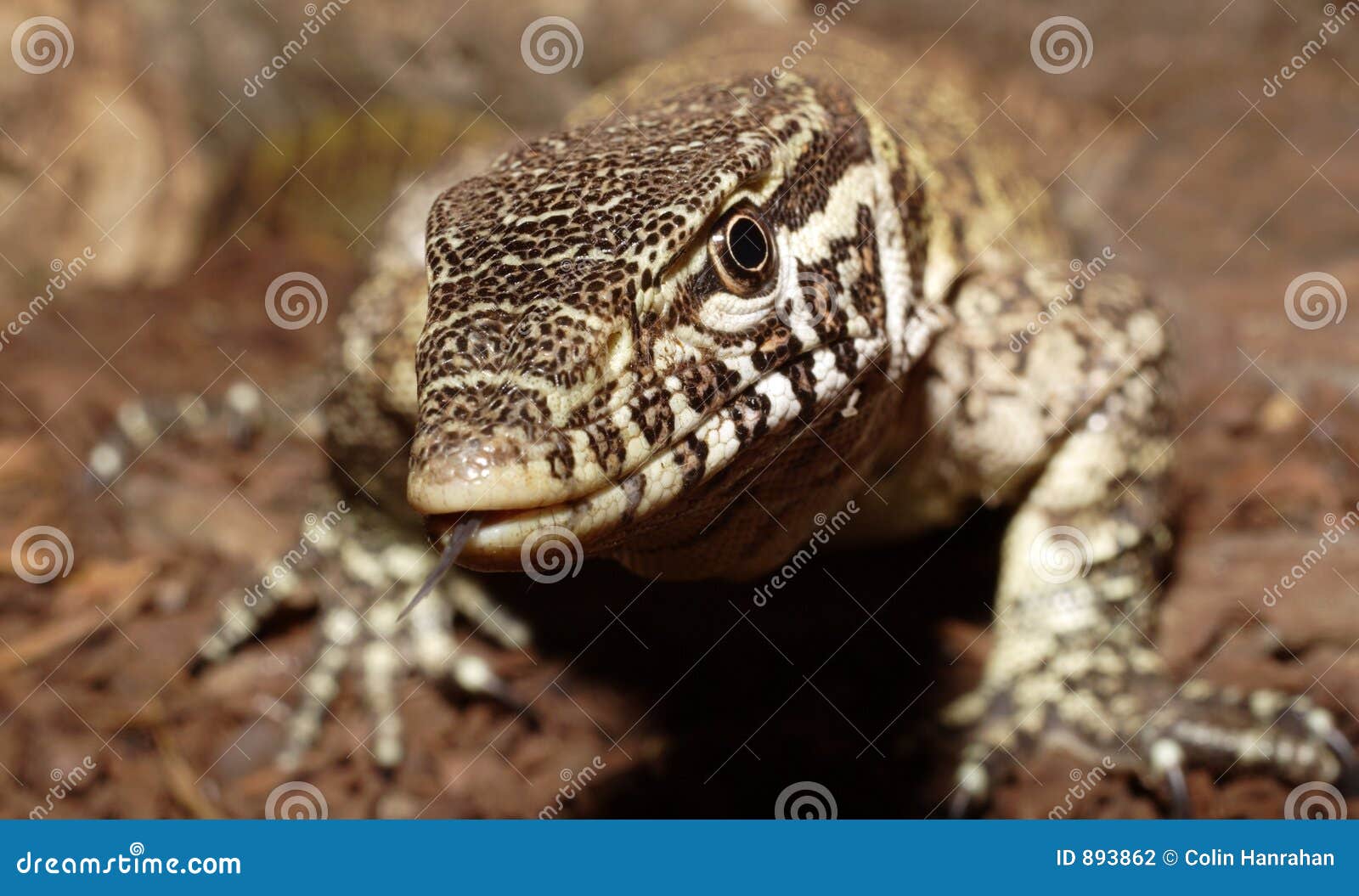 Nile Monitor Lizard Varanus Niloticus Walking On A Sandy Bank Of The ...