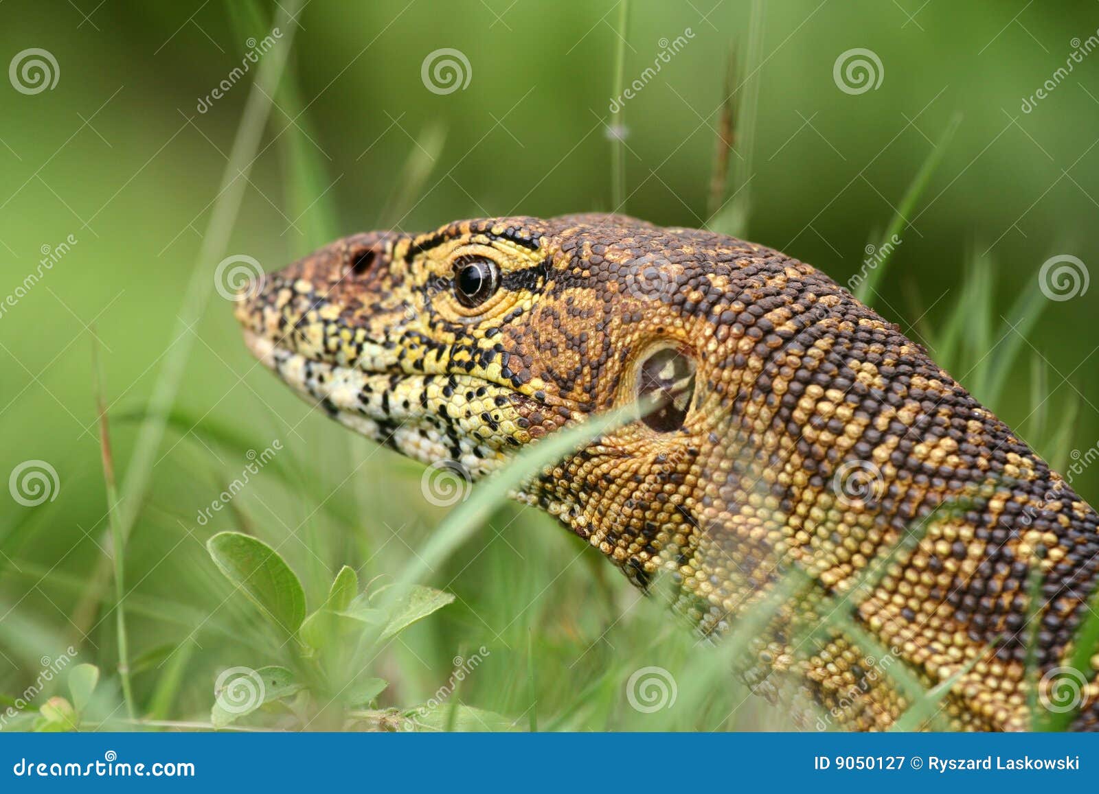 Nile Monitor Lizard Varanus Niloticus Walking On A Sandy Bank Of The ...